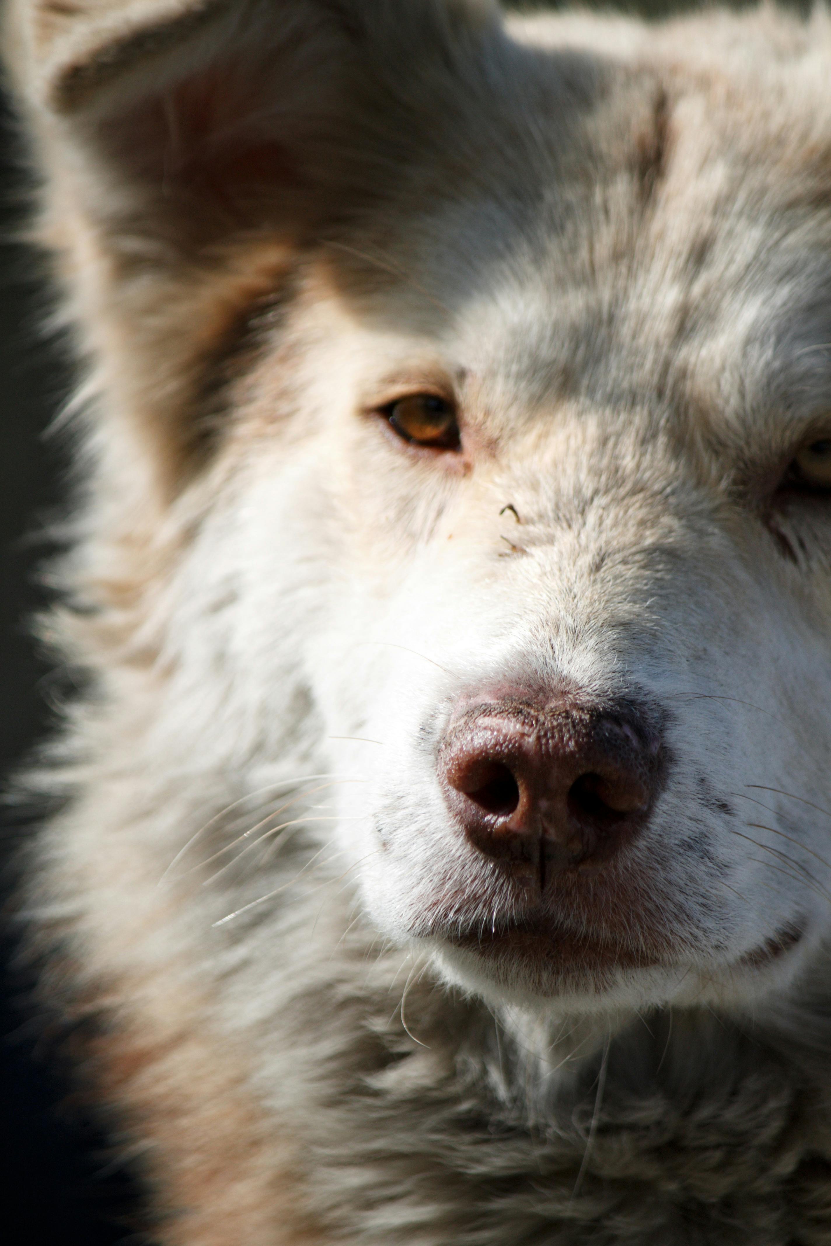 Dog Head Tilt Photos, Download The BEST Free Dog Head Tilt Stock Photos ...