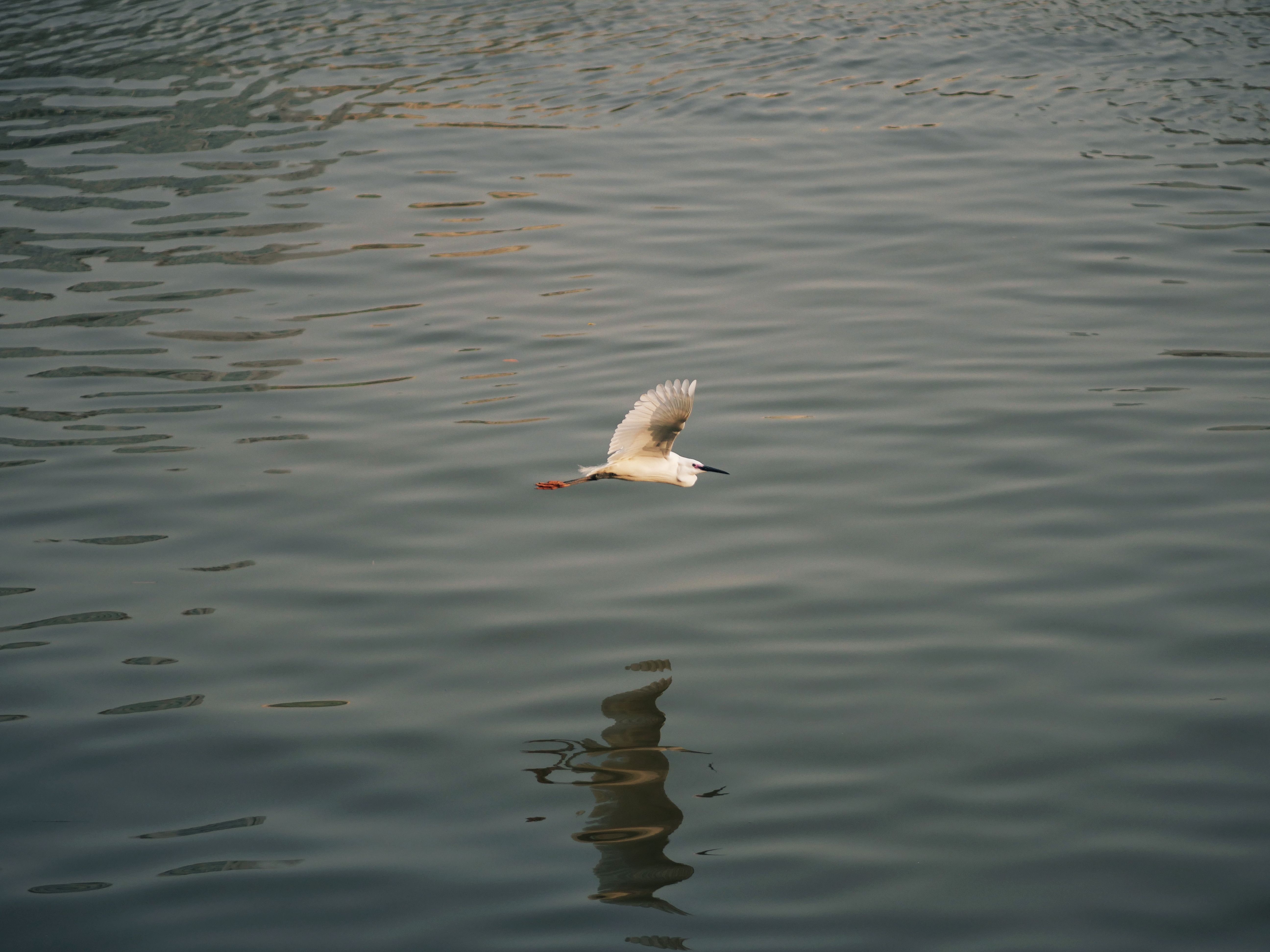 Bird Flying over Water · Free Stock Photo