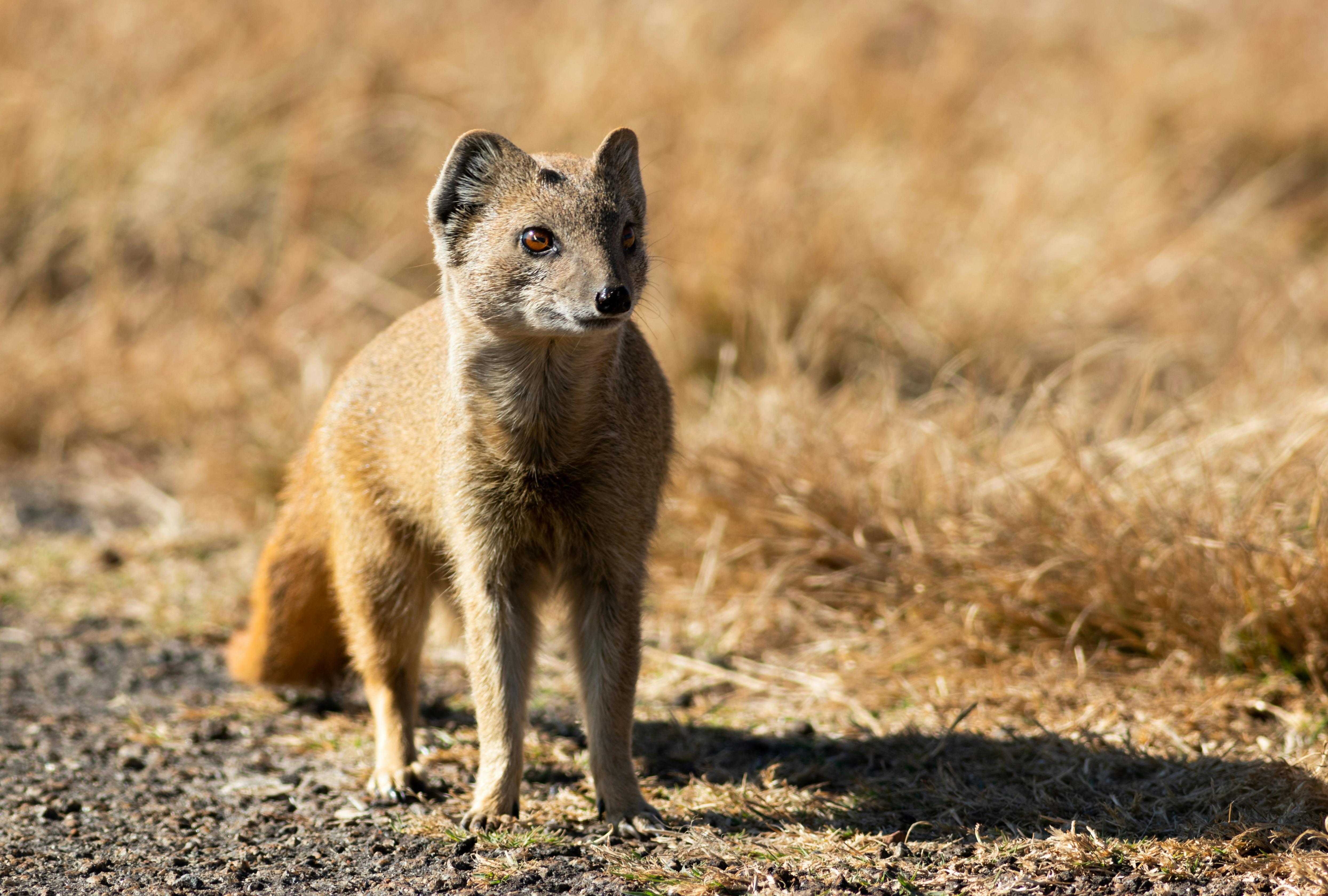 Red and Blue Chameleon · Free Stock Photo