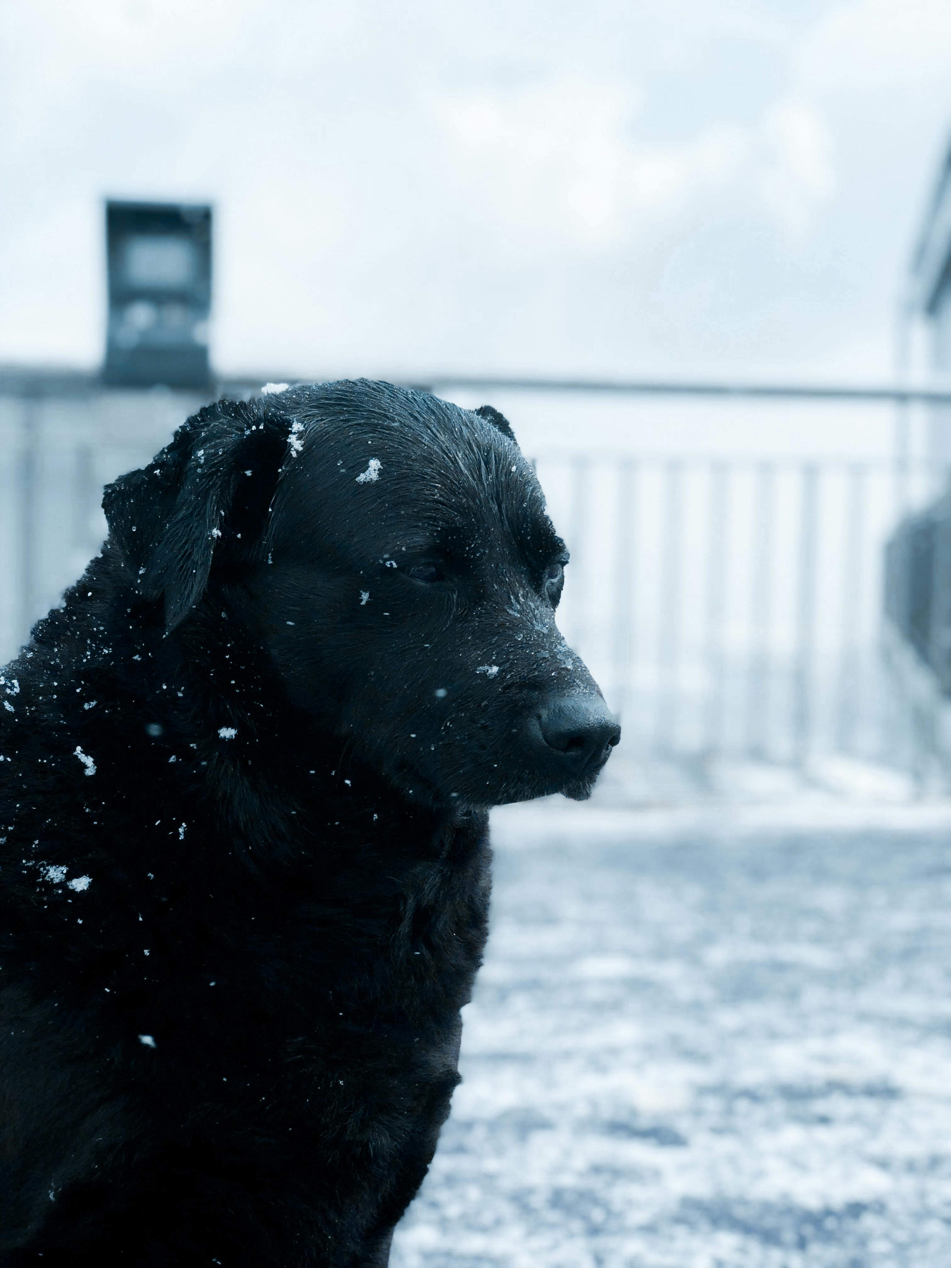 Black Dog in Snow · Free Stock Photo