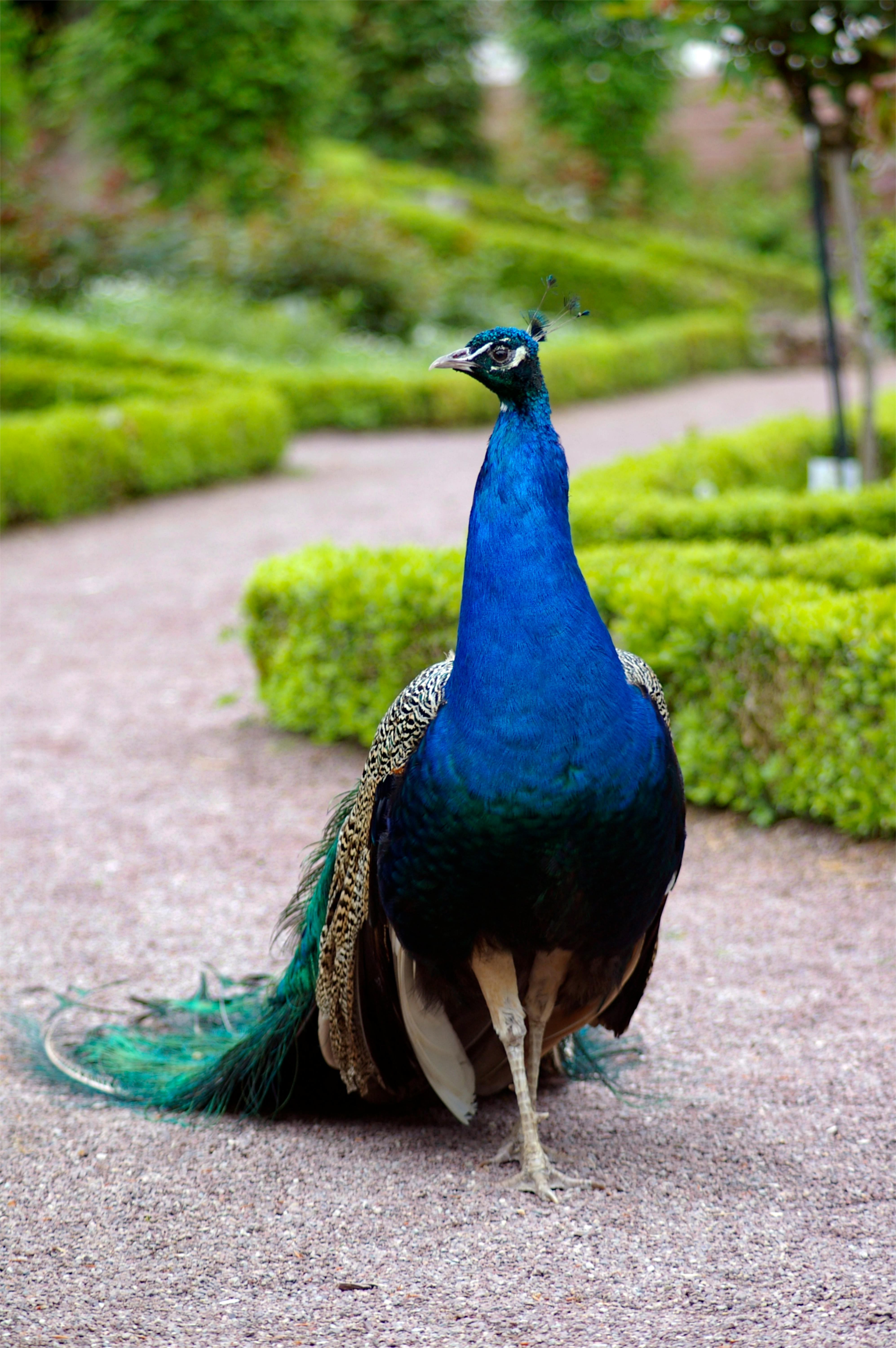 Peacock Screen Saver Photos, Download The BEST Free Peacock Screen ...
