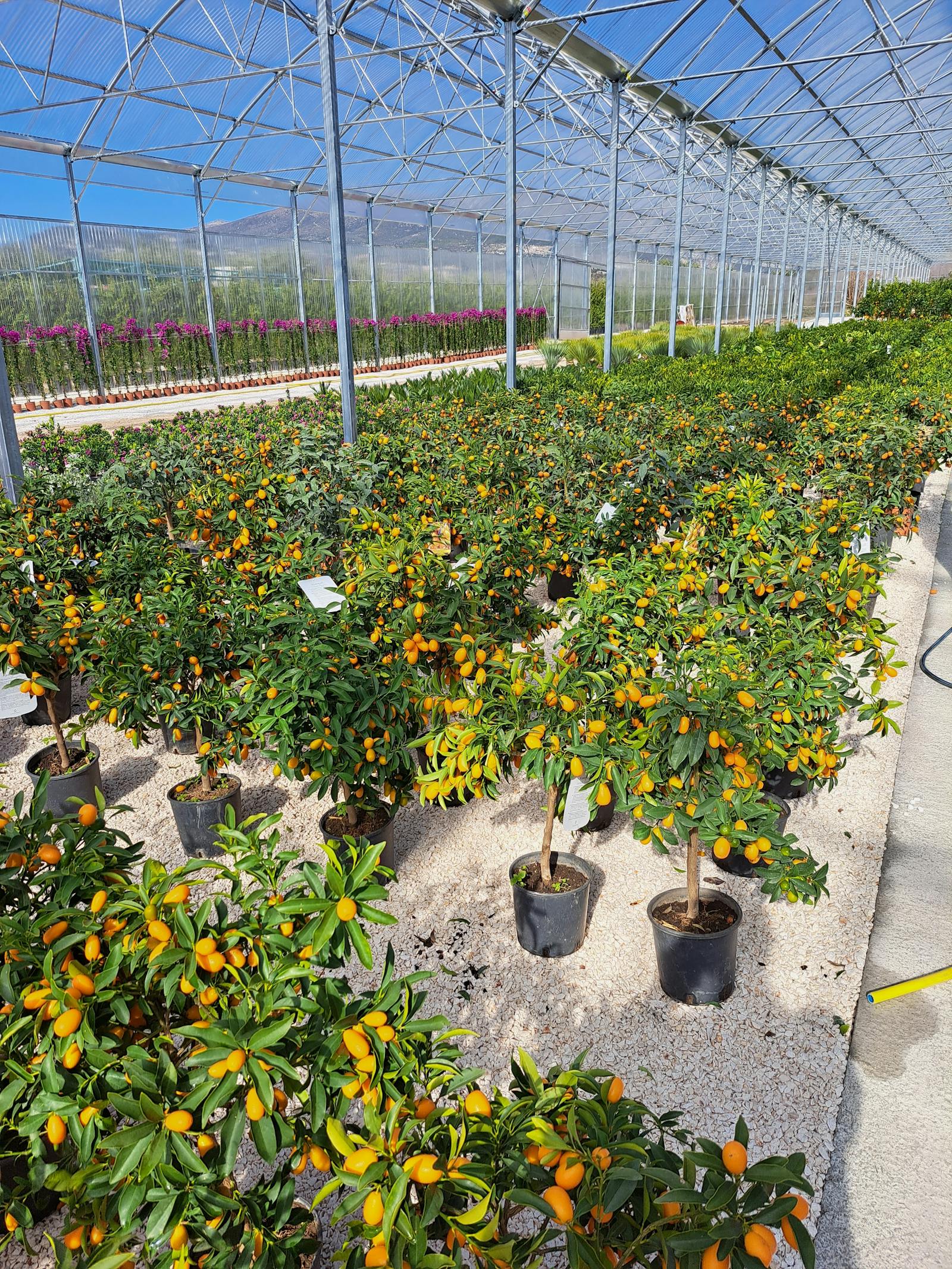 Fruit Trees Nursery Photos, Download The BEST Free Fruit Trees Nursery ...