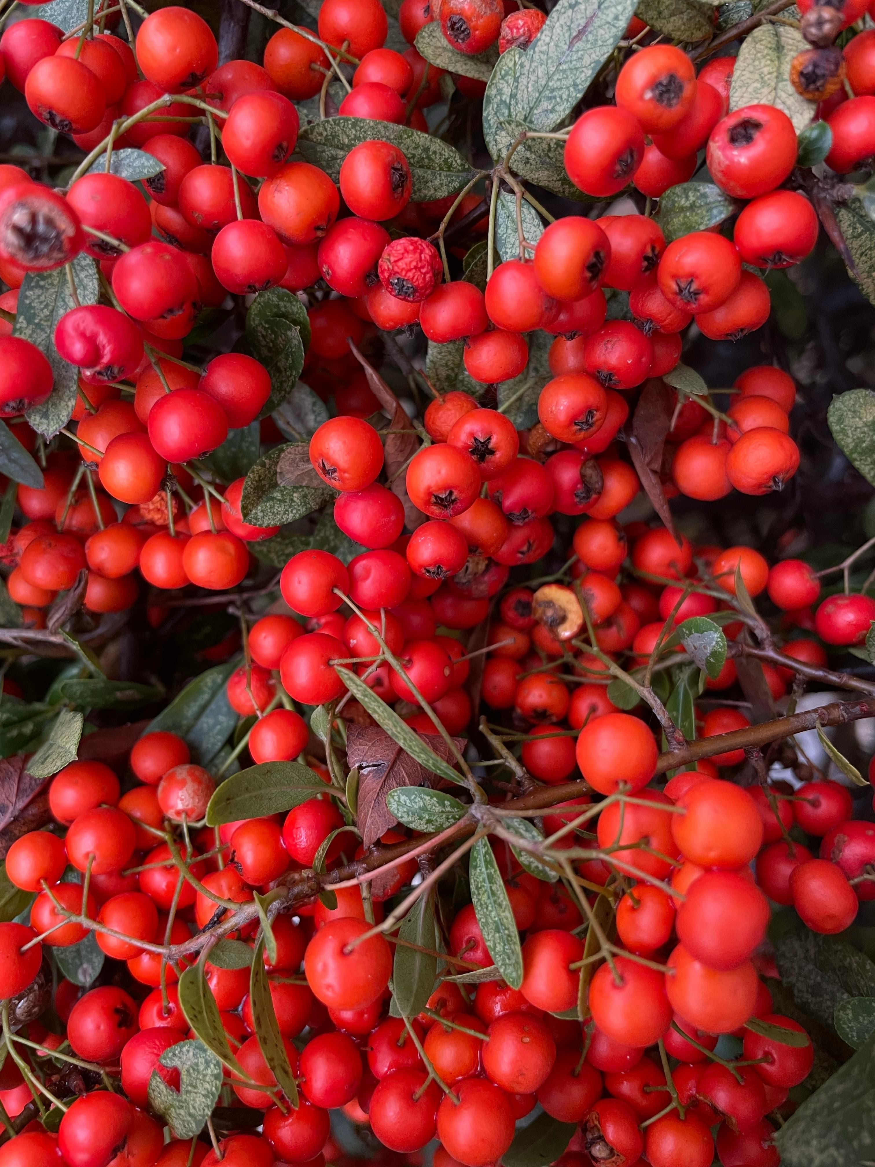 Red Berries on Bare Tree Branches · Free Stock Photo