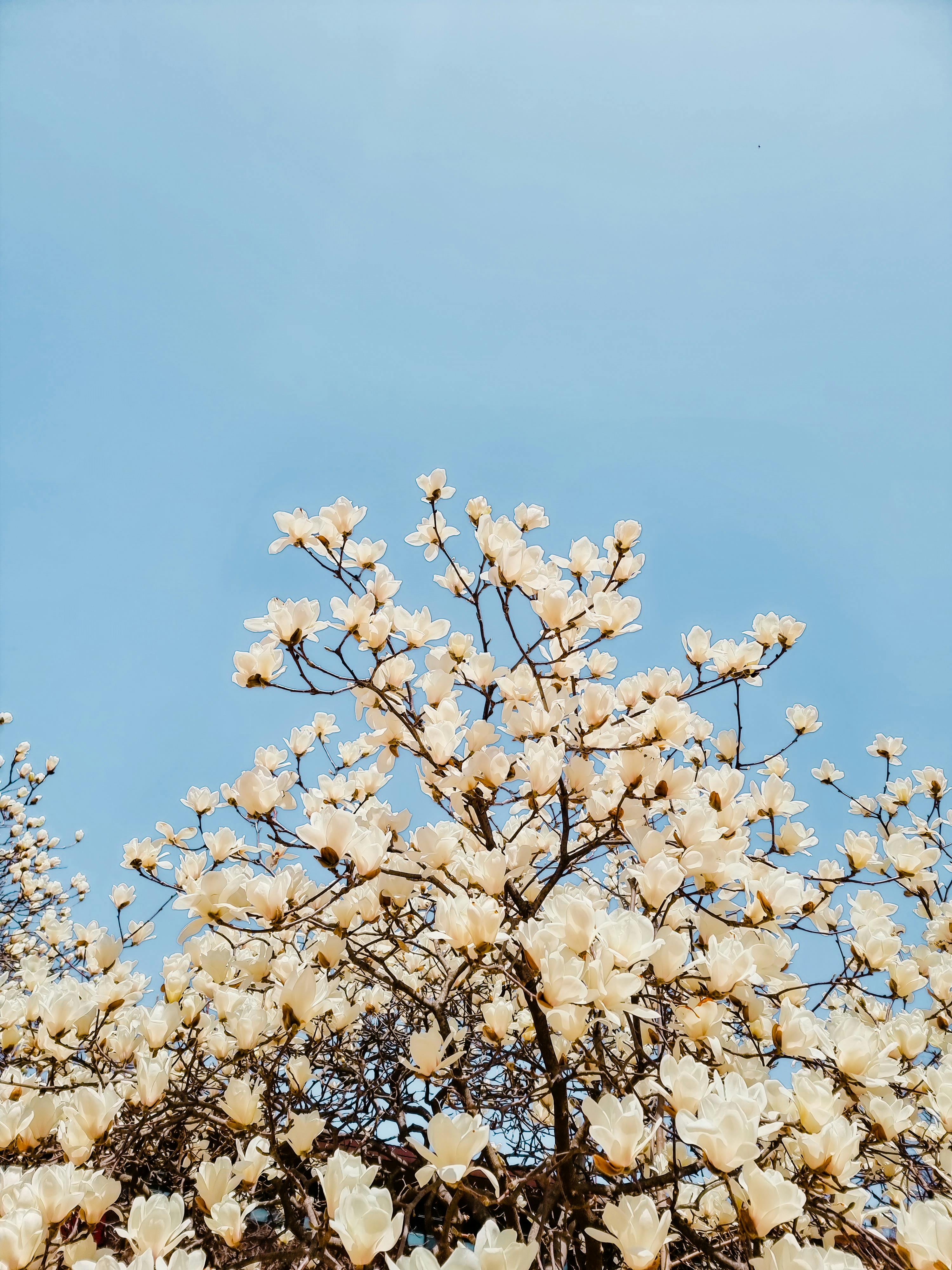 Spring Tree Photos, Download The BEST Free Spring Tree Stock Photos ...
