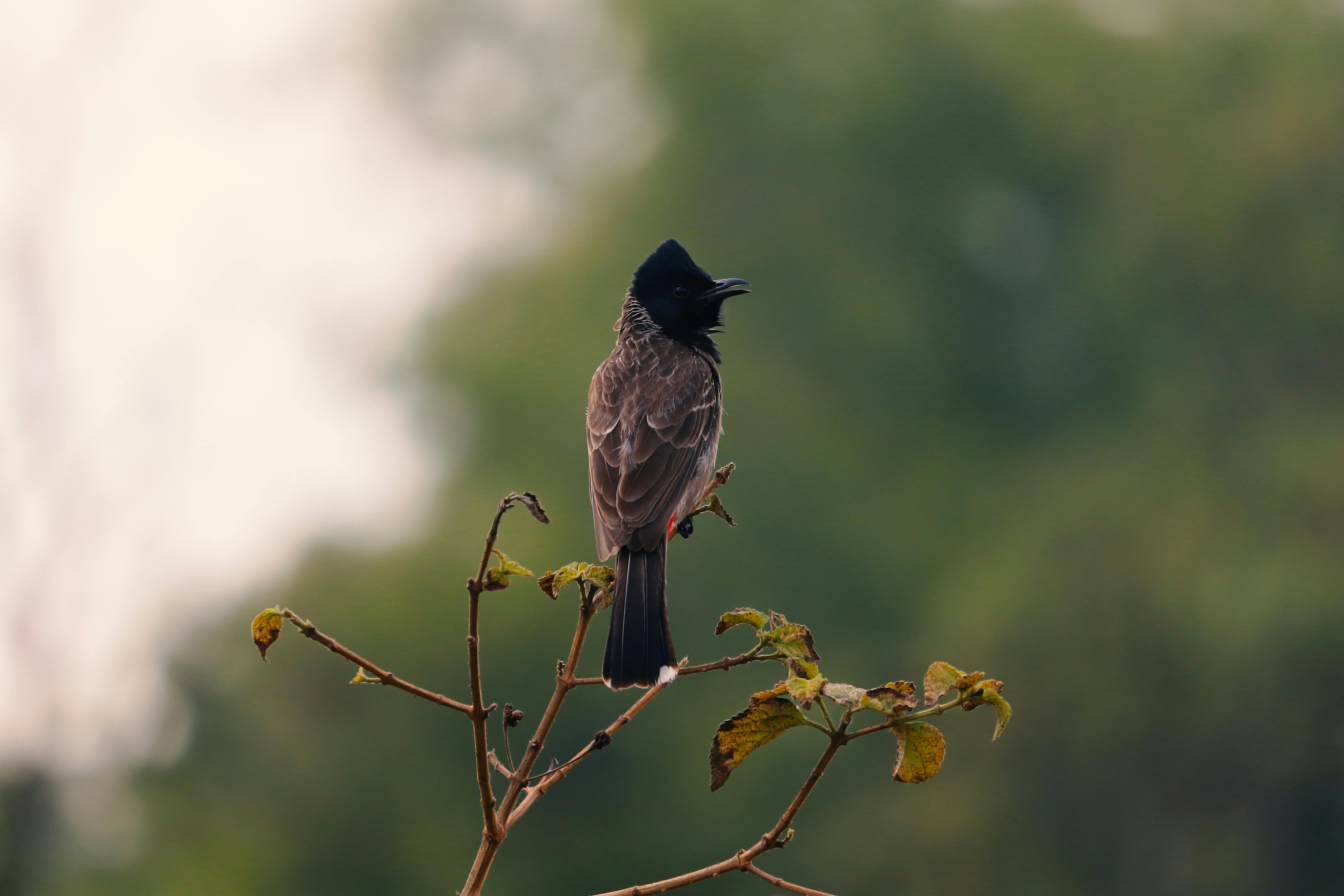 brazil topno - Fotografía