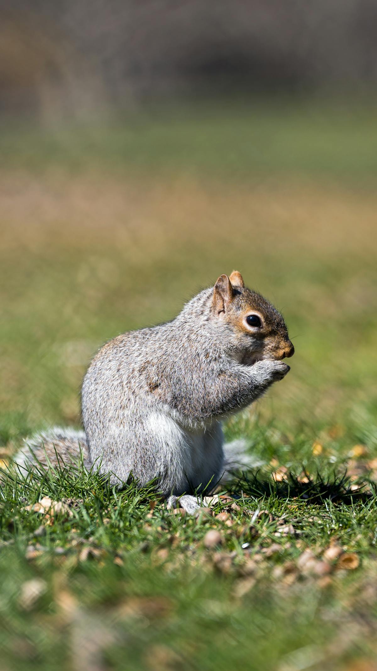 Gray Squirrel Photos, Download The BEST Free Gray Squirrel Stock Photos ...