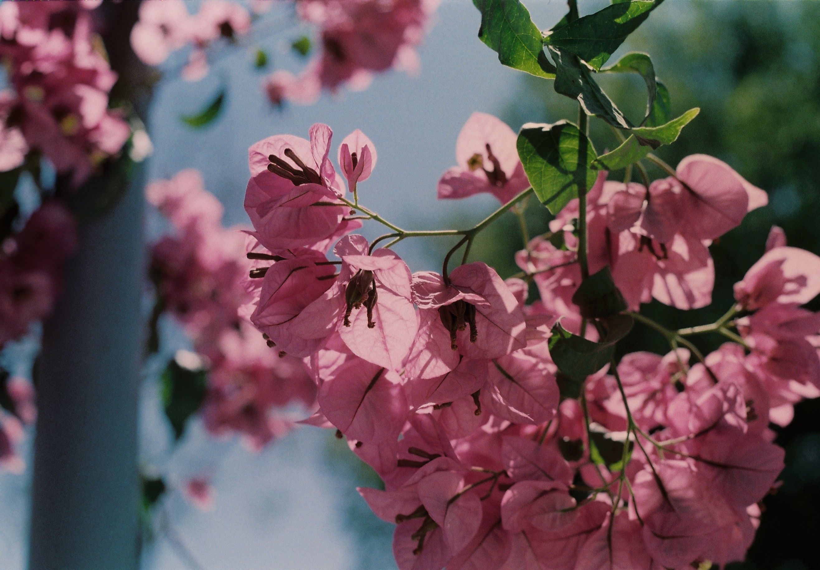Close-up of the Great Bougainvillea Flowers · Free Stock Photo