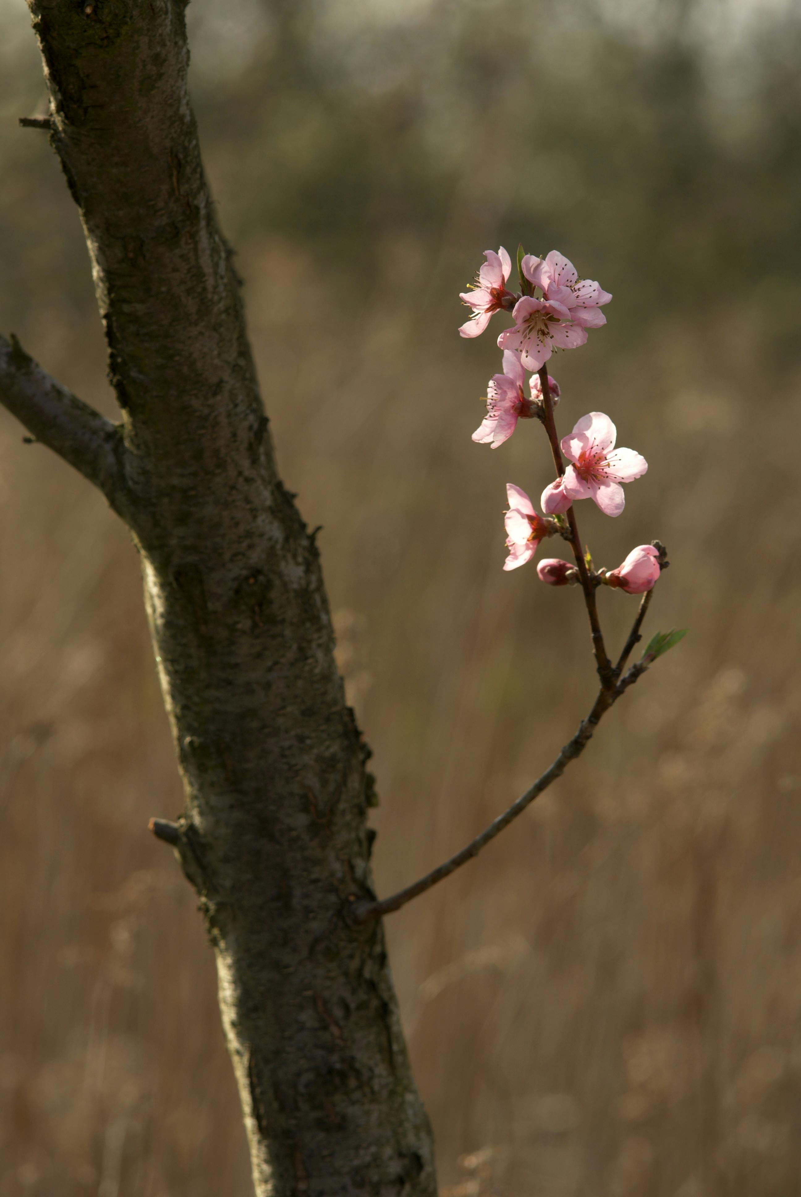 Red Bud Tree Photos, Download The BEST Free Red Bud Tree Stock Photos ...