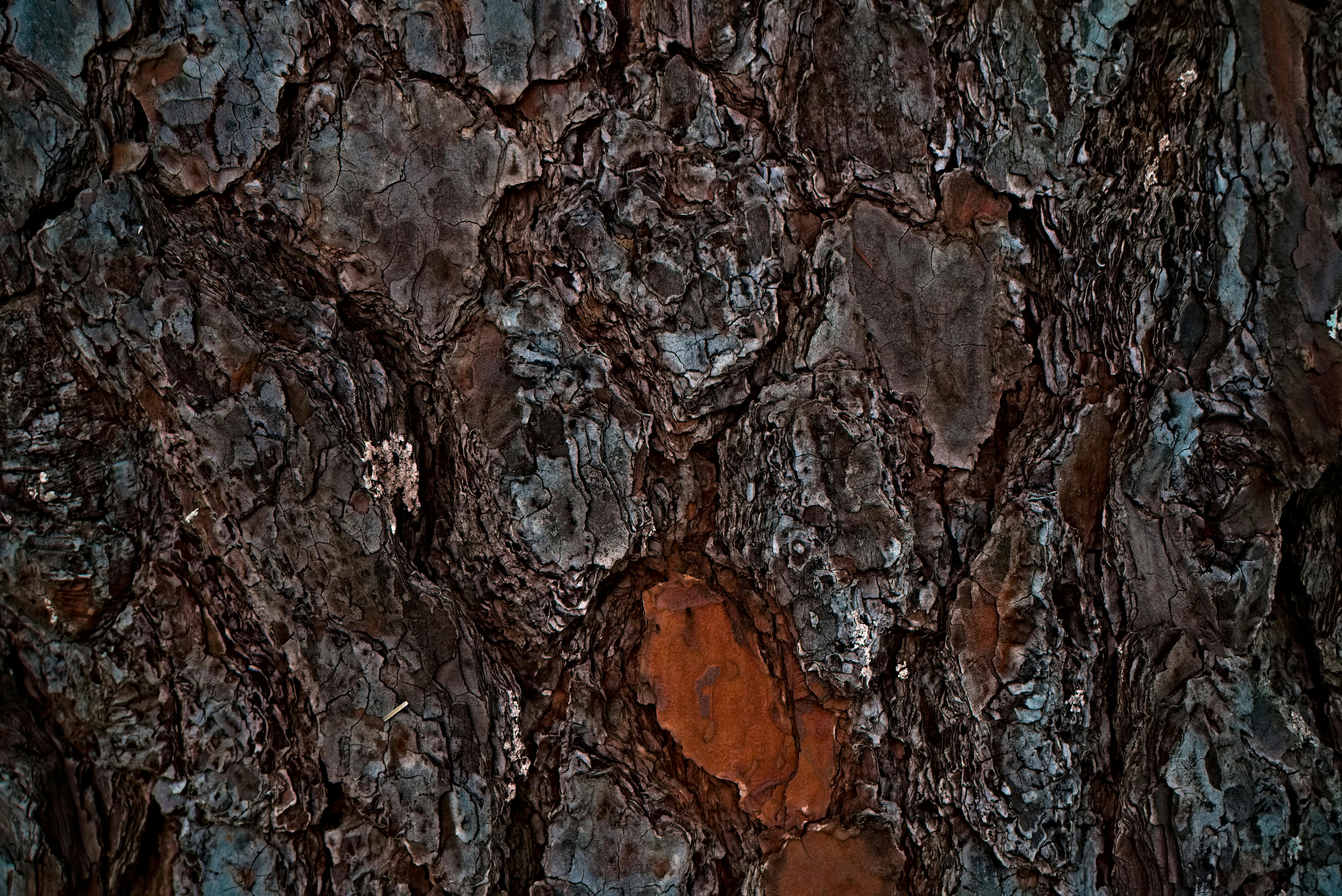 A Close-up of Bark · Free Stock Photo