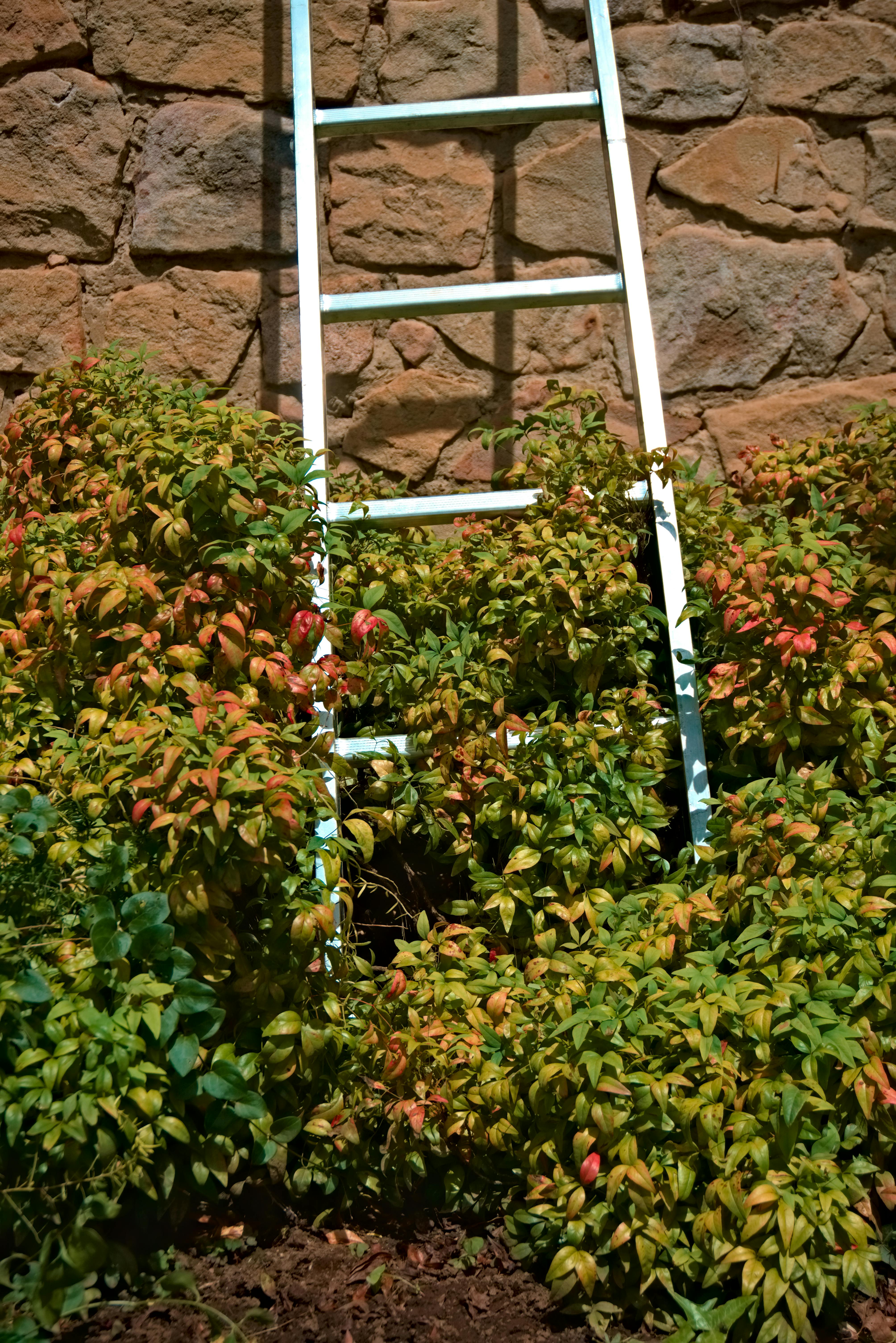 Close up of Ladder · Free Stock Photo