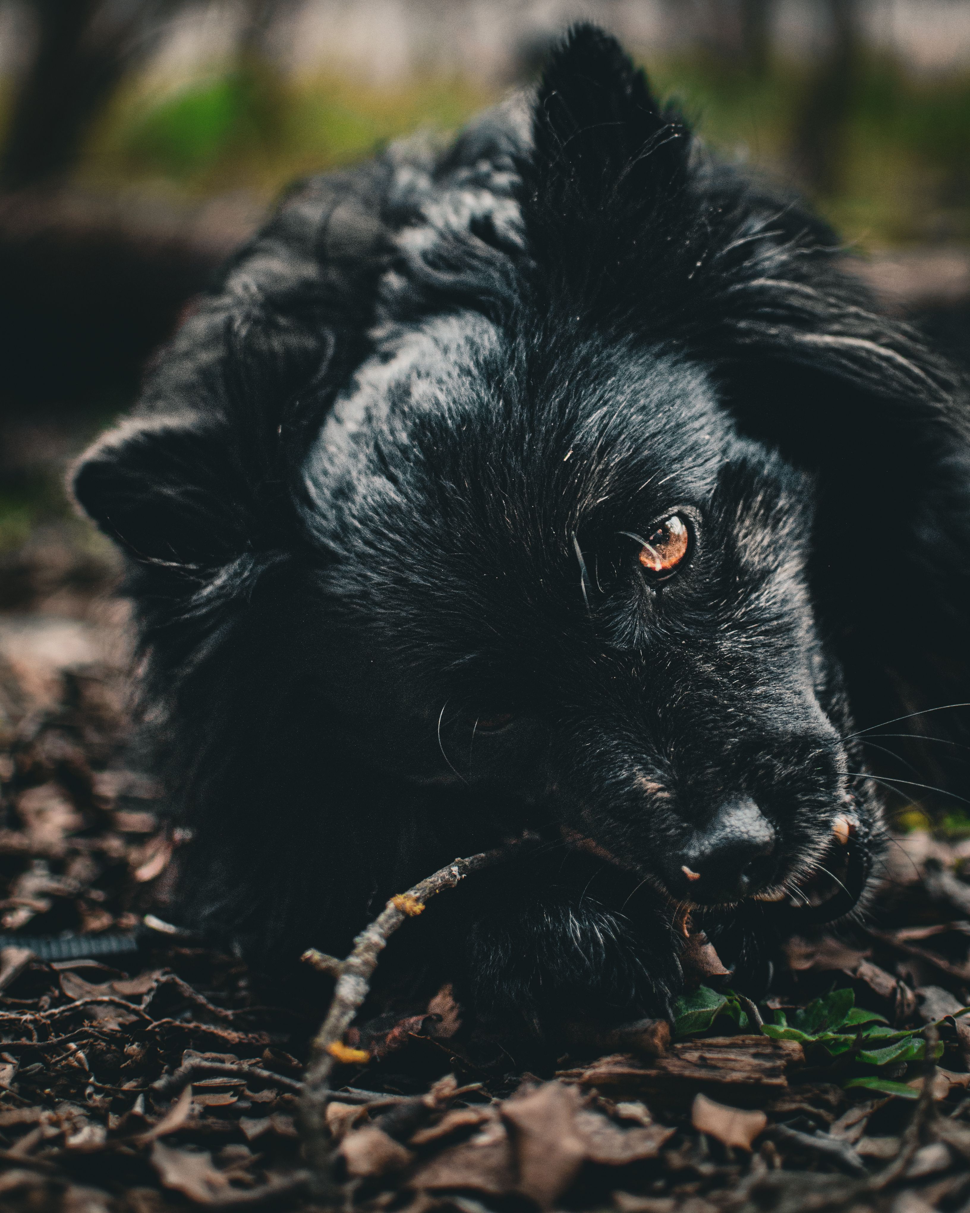 Grom Dog Photos, Download The BEST Free Grom Dog Stock Photos & HD Images