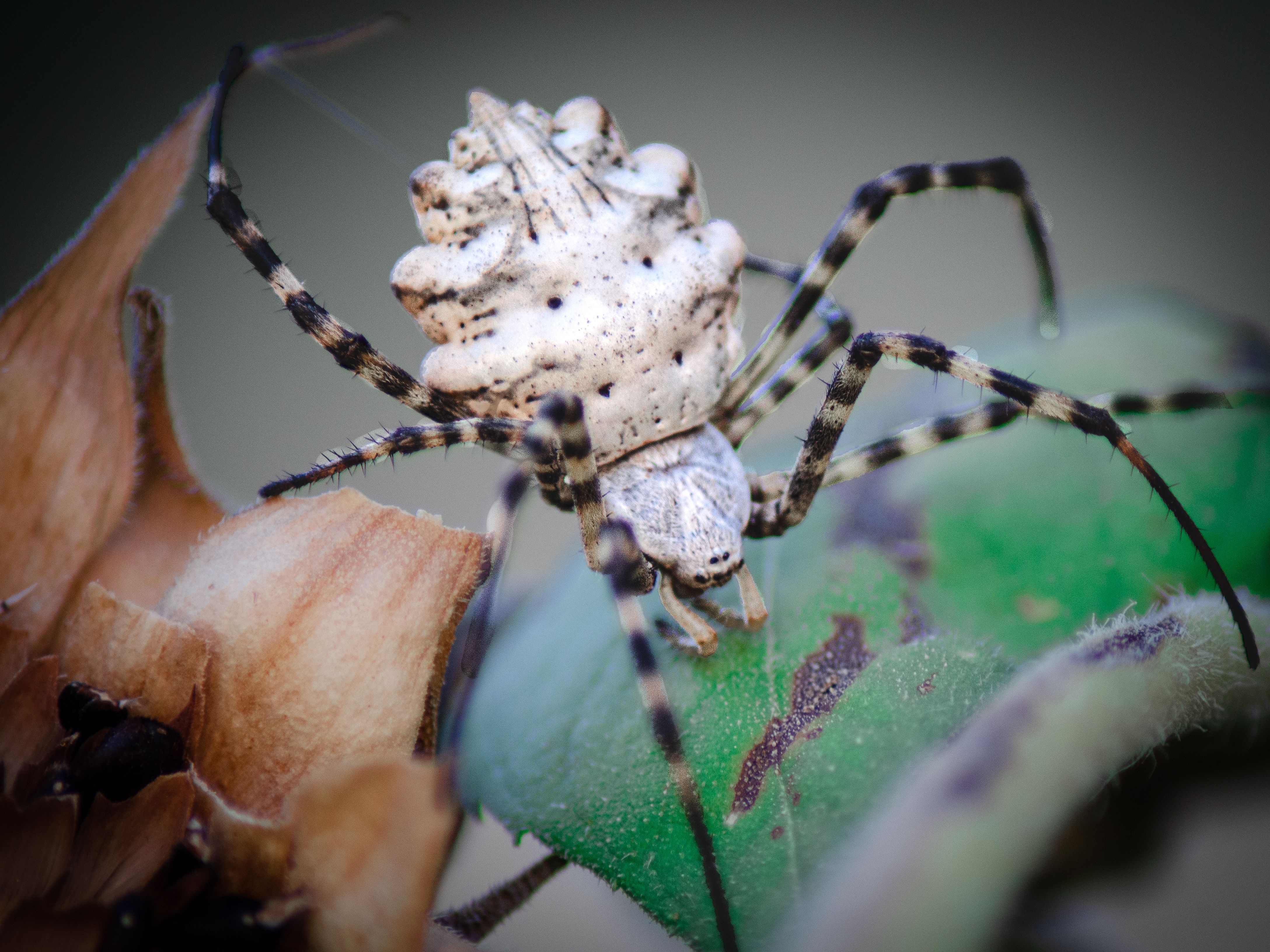 Close up of Spider · Free Stock Photo
