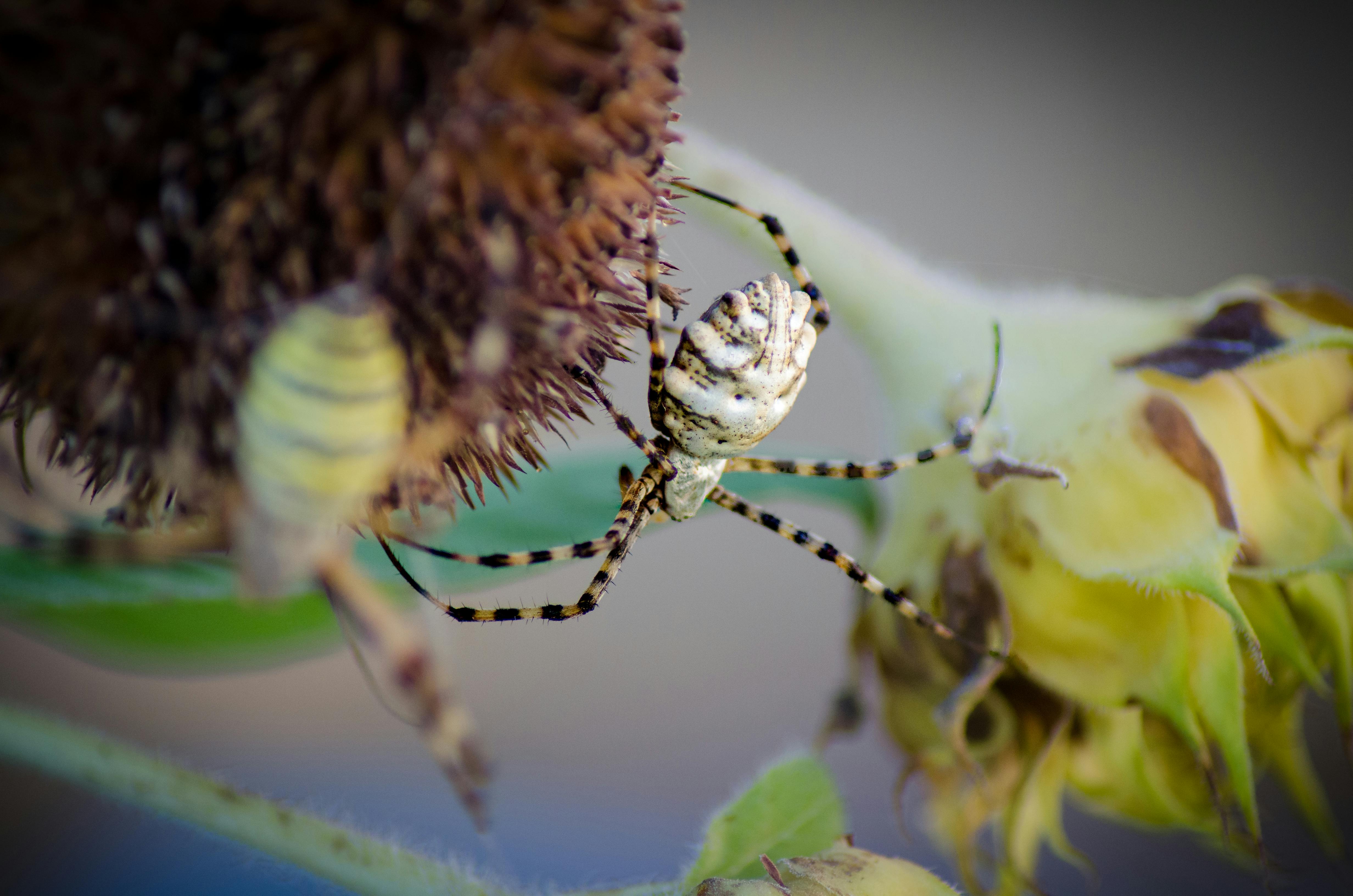 Nasa Approved Plants Spider Plants Photos, Download The BEST Free Nasa ...