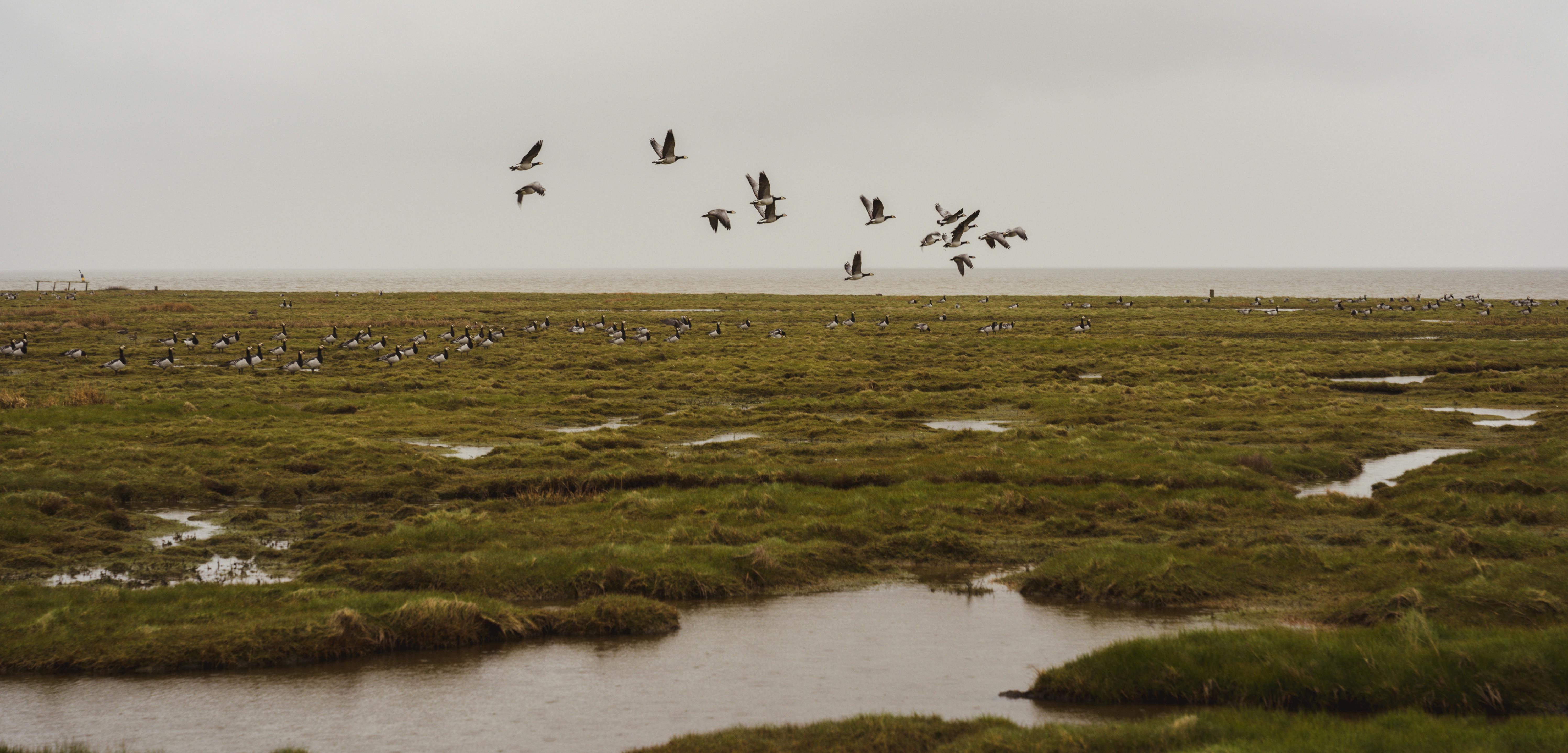 A Flock of Birds Flying over a Marsh · Free Stock Photo