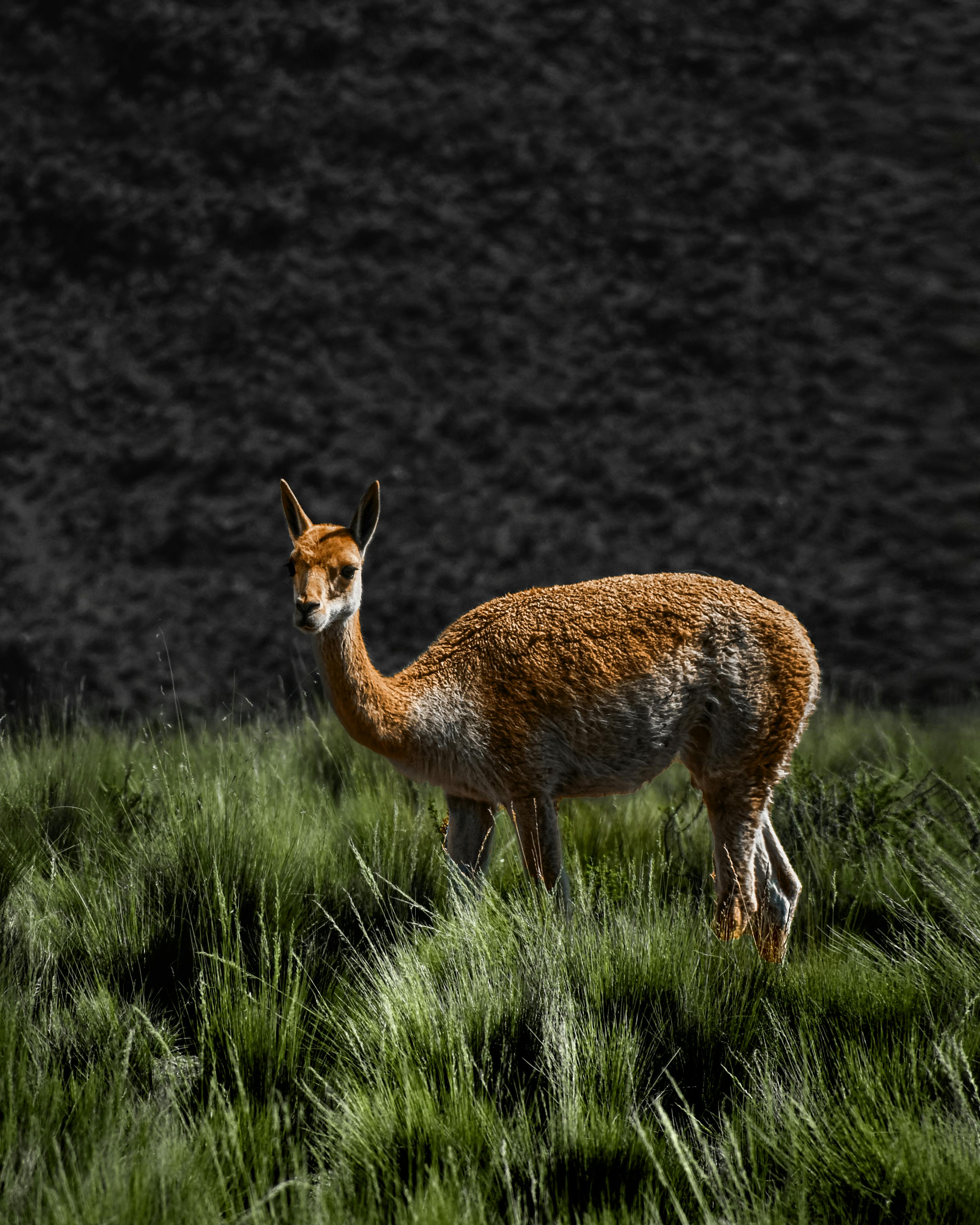 Vicuna Standing among Grass · Free Stock Photo