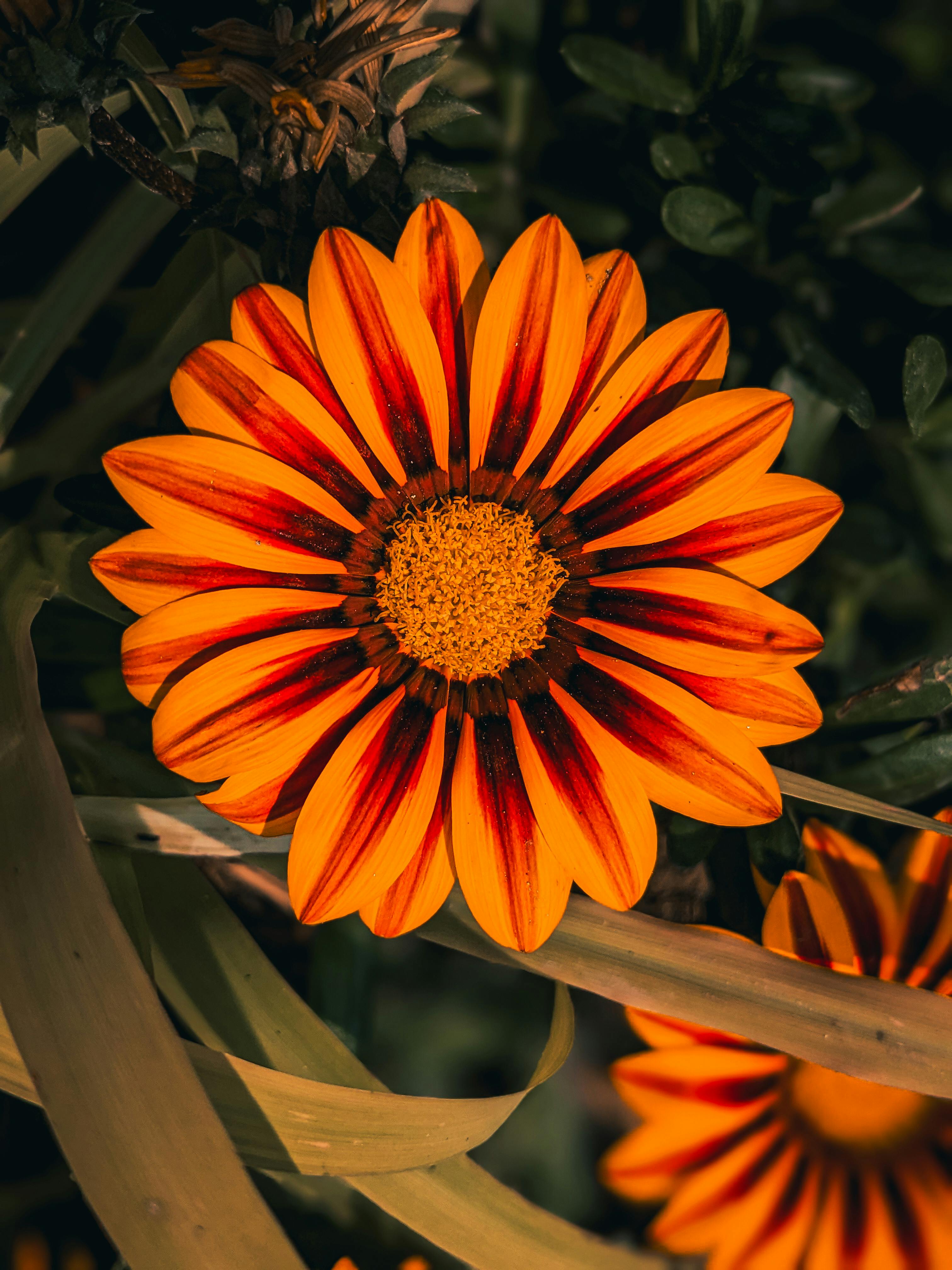 Muhammad Taha - fotografia