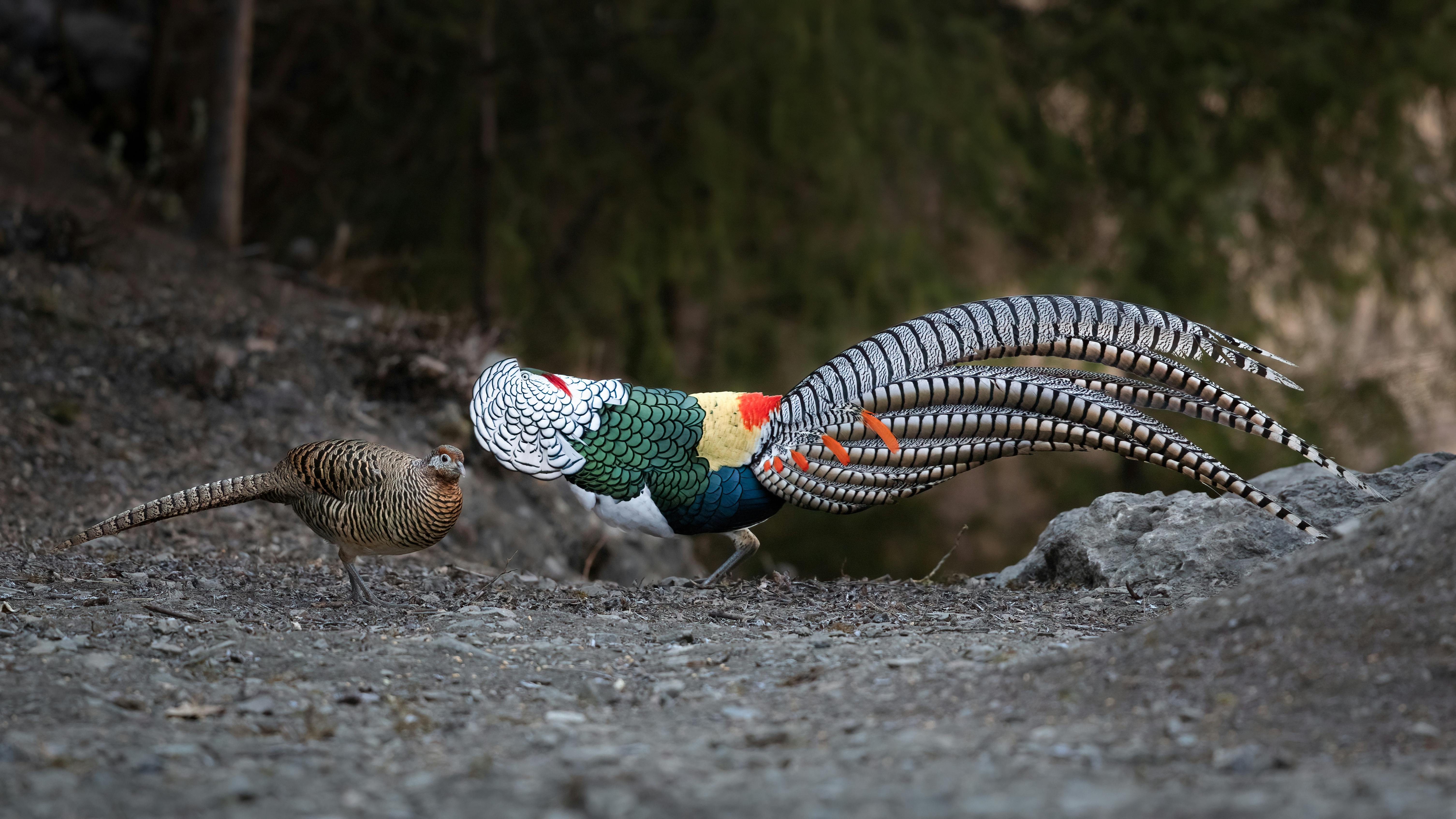 Pair of Birds during Courtship · Free Stock Photo