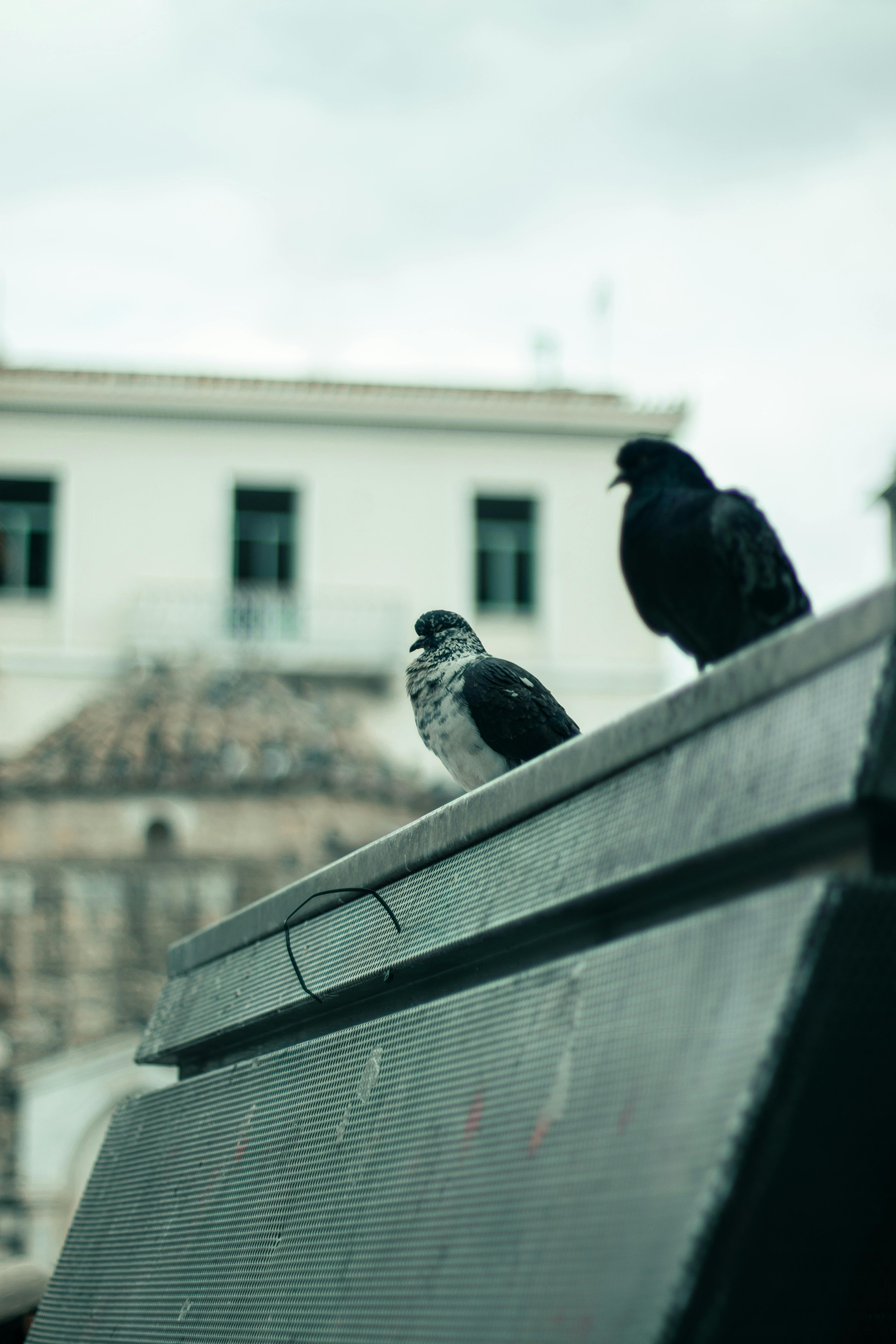 Foto de stock gratuita sobre al aire libre, arquitectura, aves, aviar ...