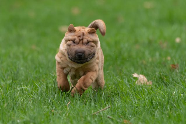 Exploring Chinese Dogs Breeds: Origins, Types, and Care