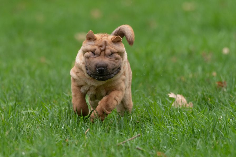 Exploring Chinese Dogs Breeds: Origins, Types, and Care