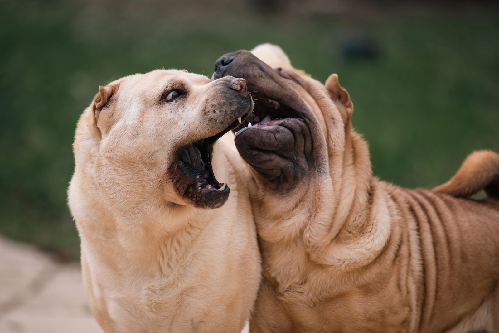 Dogs Playing Together Photos, Download The BEST Free Dogs Playing ...