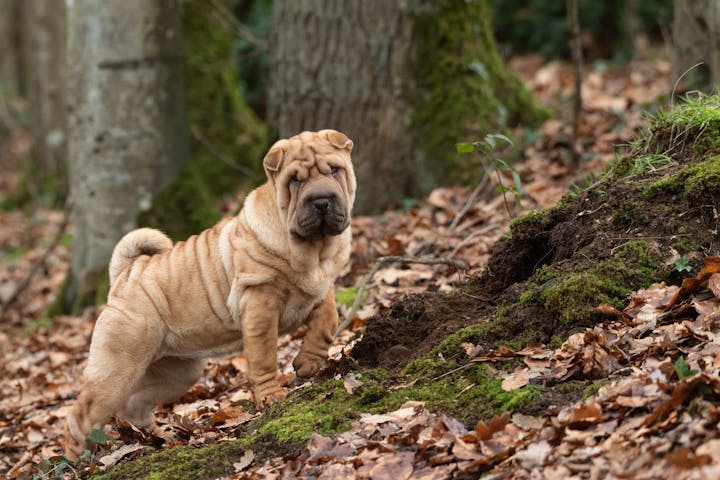 Chinese Shar Pei Health Issues: Common Problems & Solutions