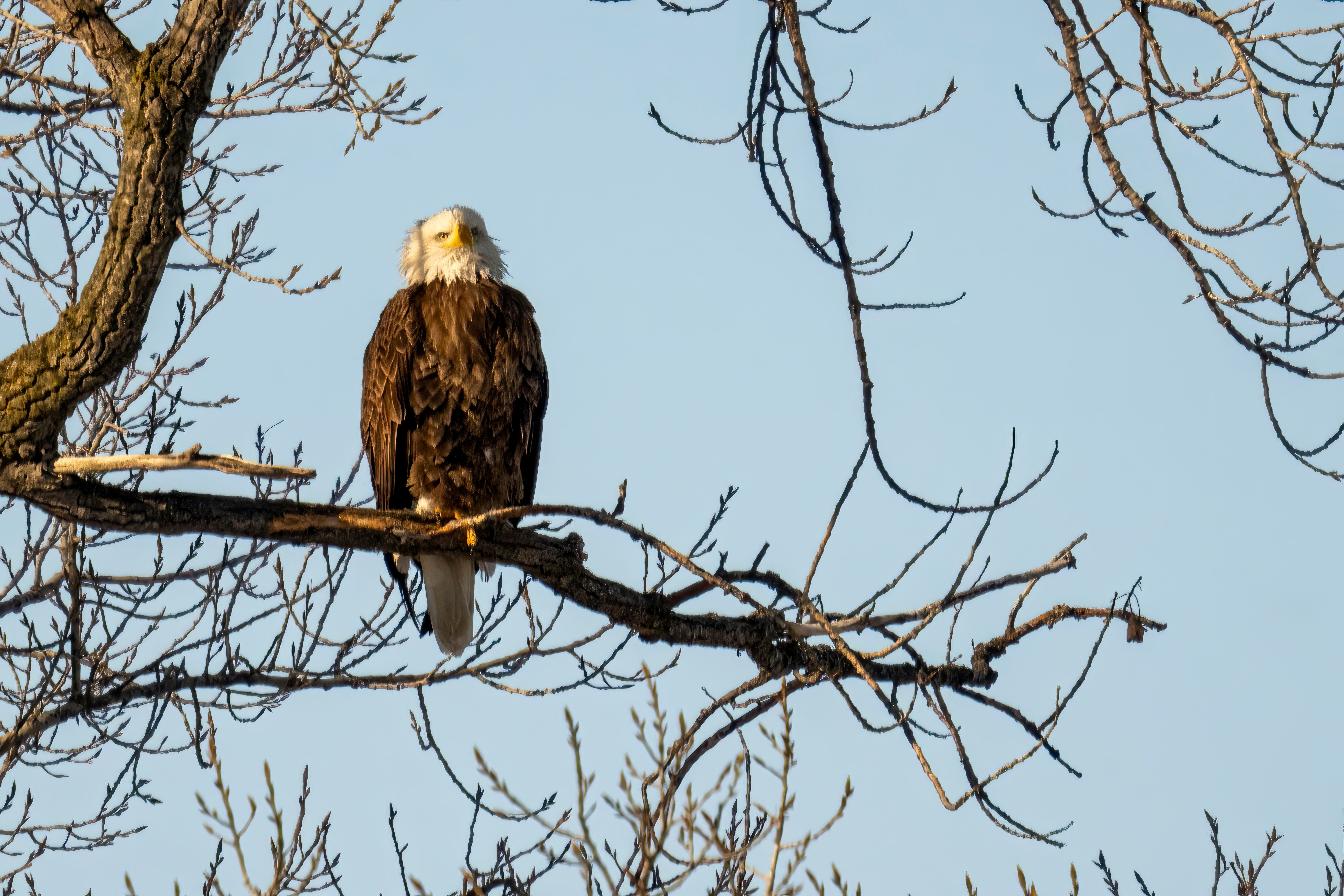 Bald Eagle on Branch · Free Stock Photo