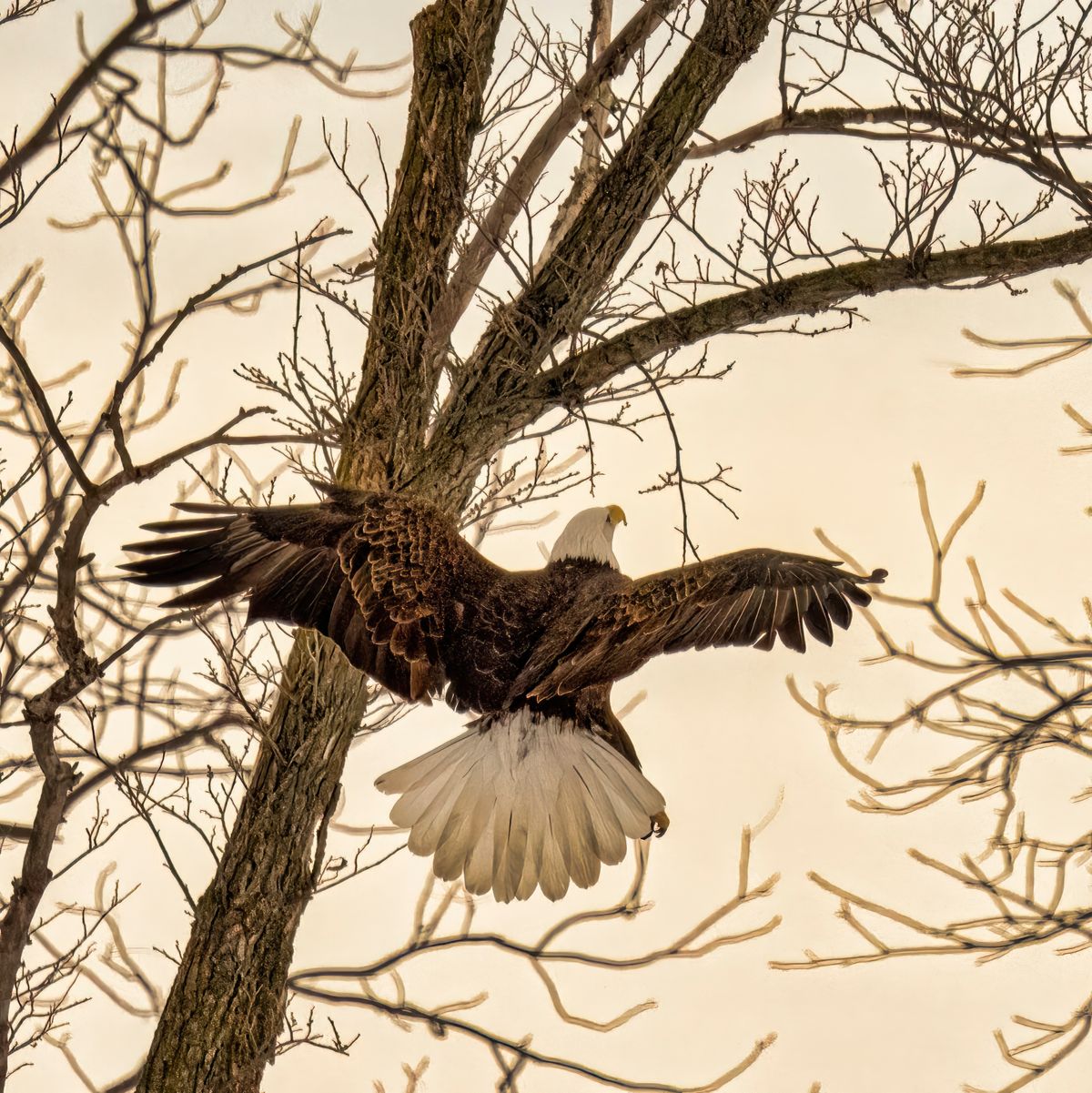 Flying Eagle Photos, Download The BEST Free Flying Eagle Stock Photos ...