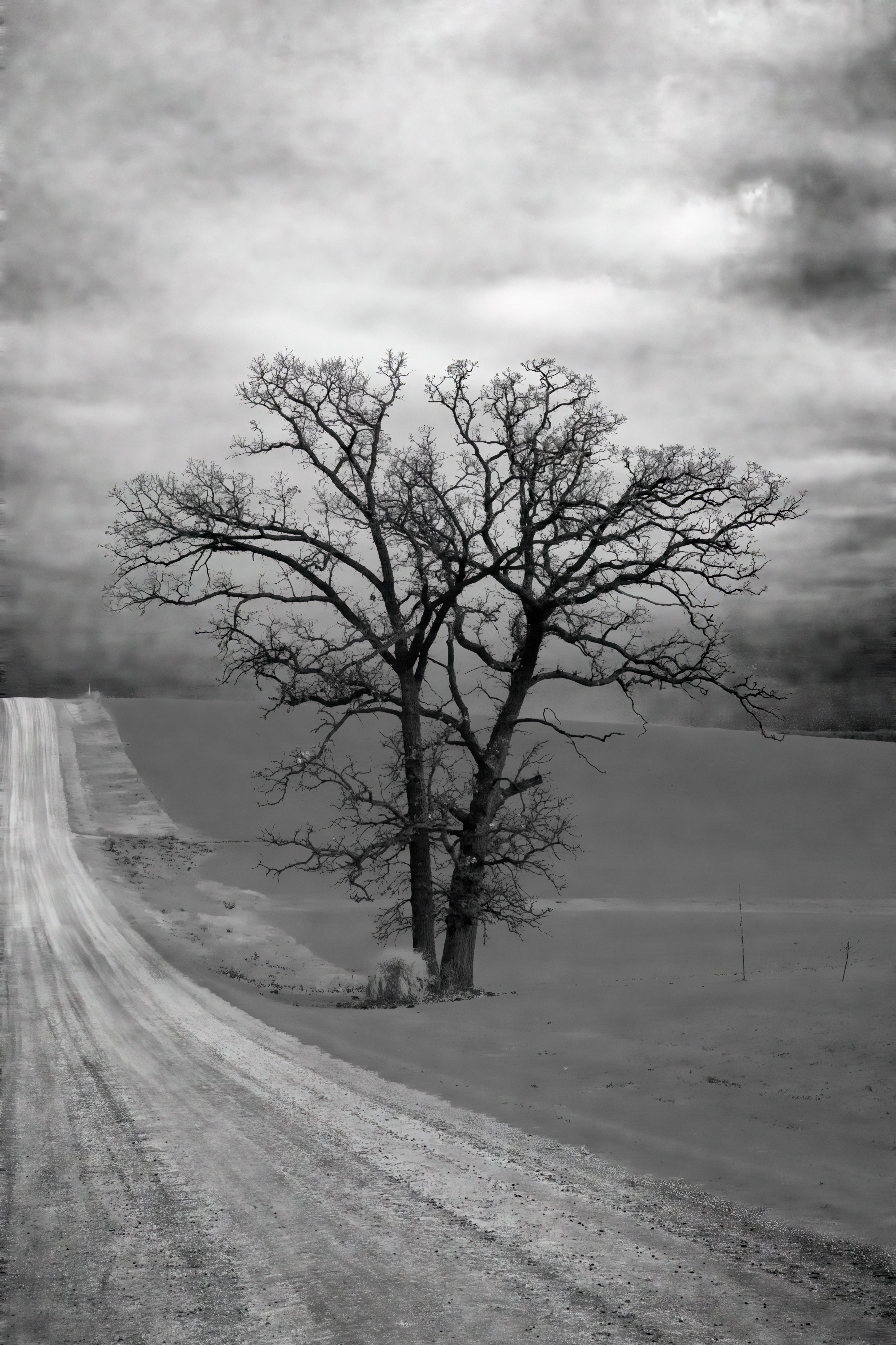 A Dramatic Image Of A Lone Tree Hitting By Lightning Photos, Download ...