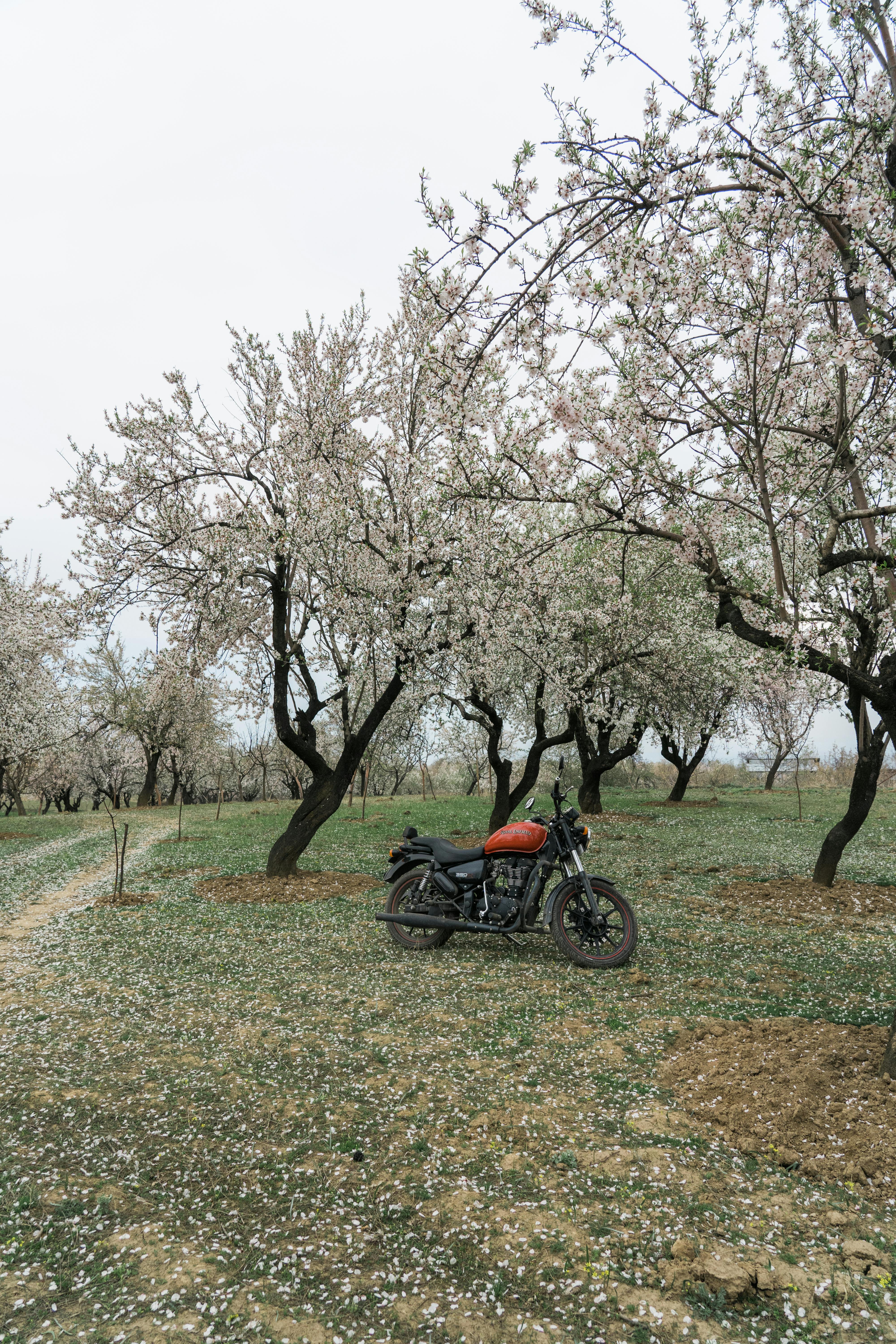 Motorbike near Cherry Trees in Countryside · Free Stock Photo