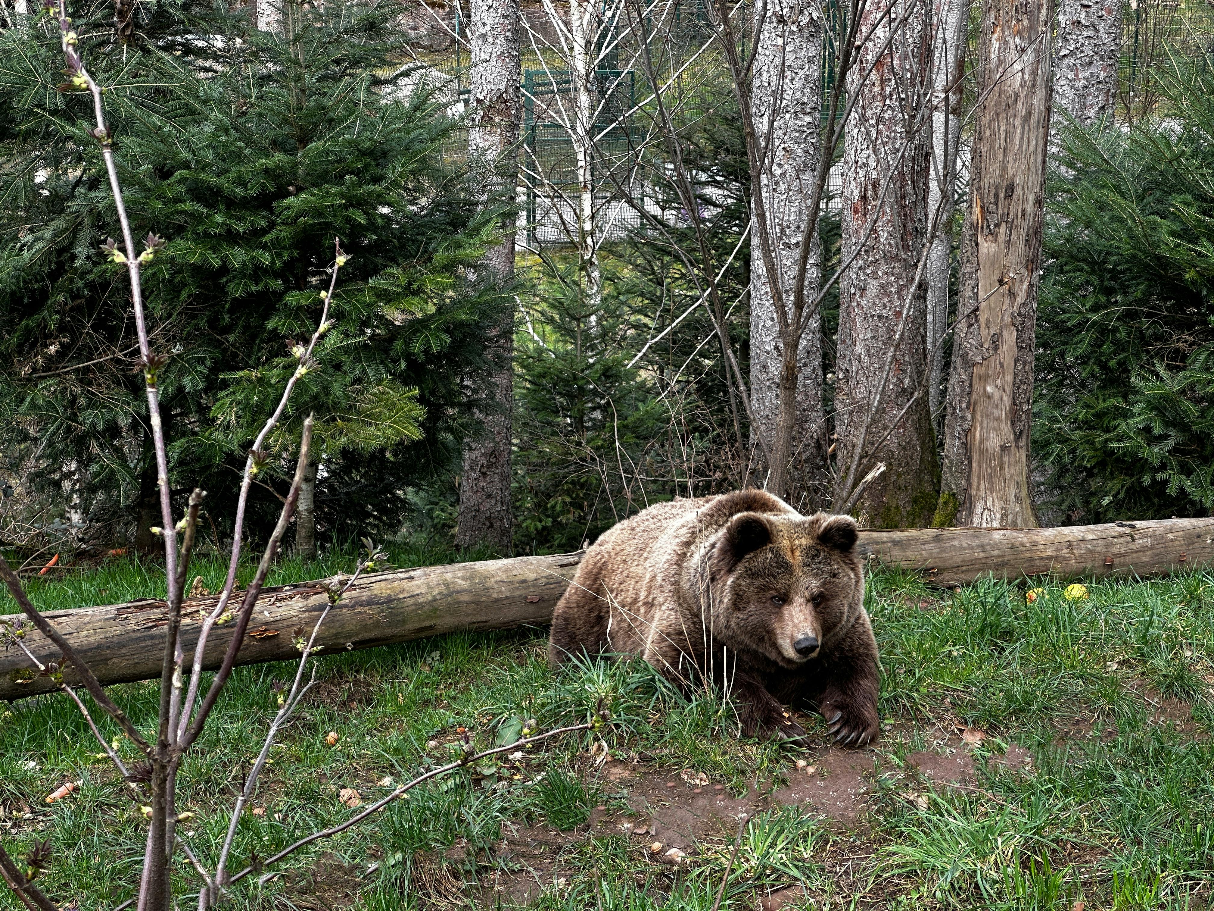 Bear Sneaking among Trees · Free Stock Photo