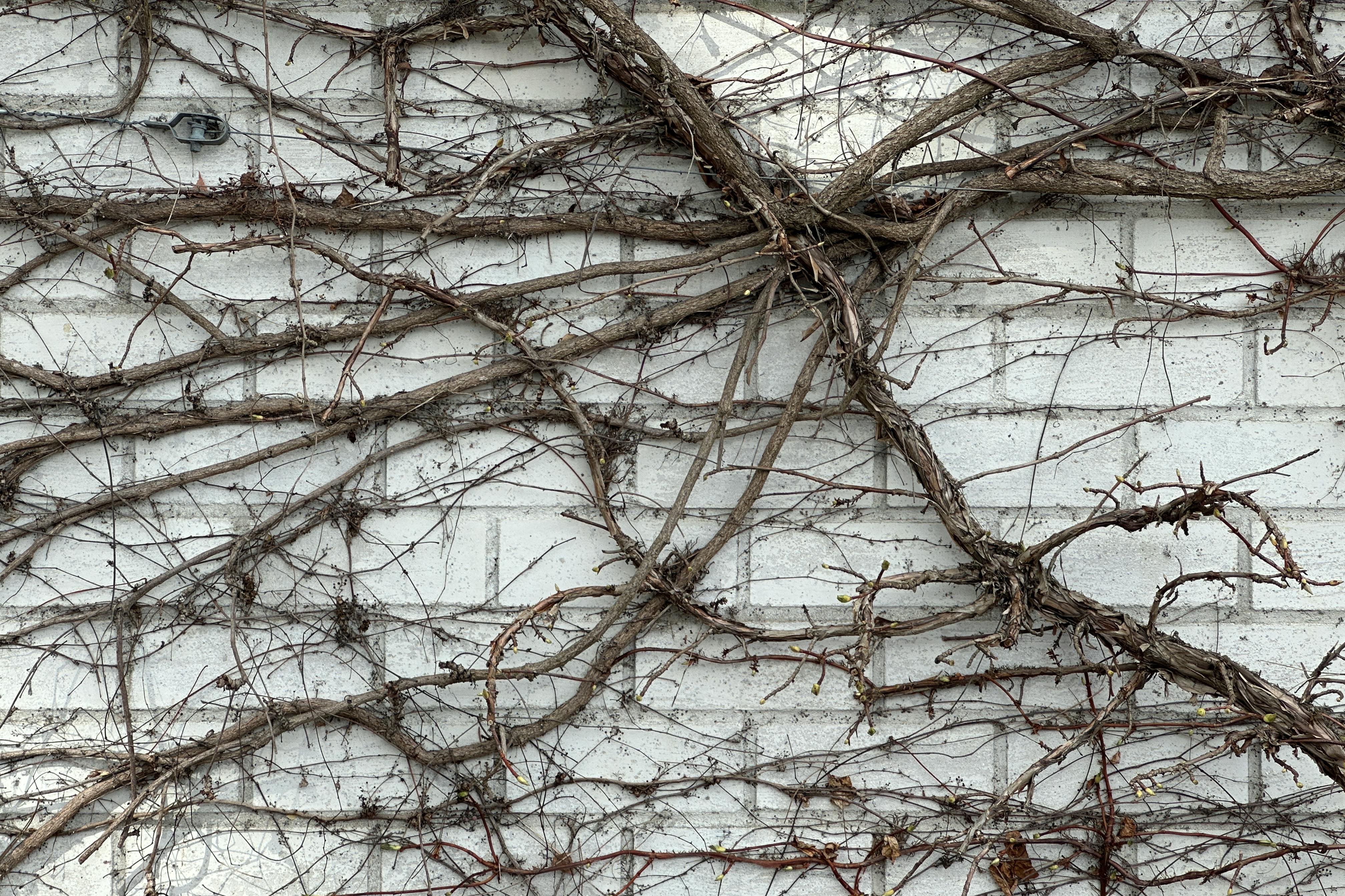 Leafless Vines Twisted Photos, Download The BEST Free Leafless Vines ...