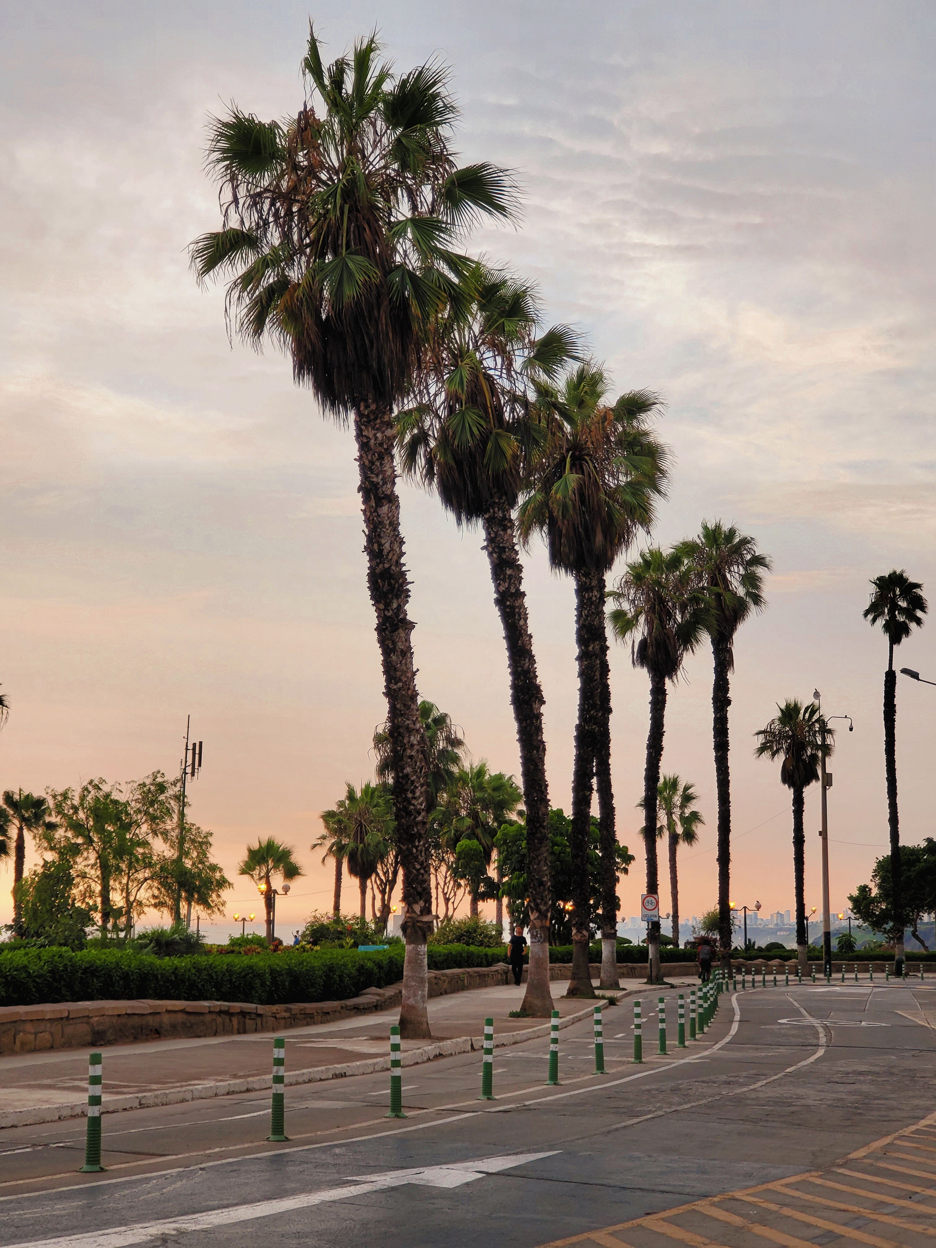 Sunset Palms Photos, Download The BEST Free Sunset Palms Stock Photos ...