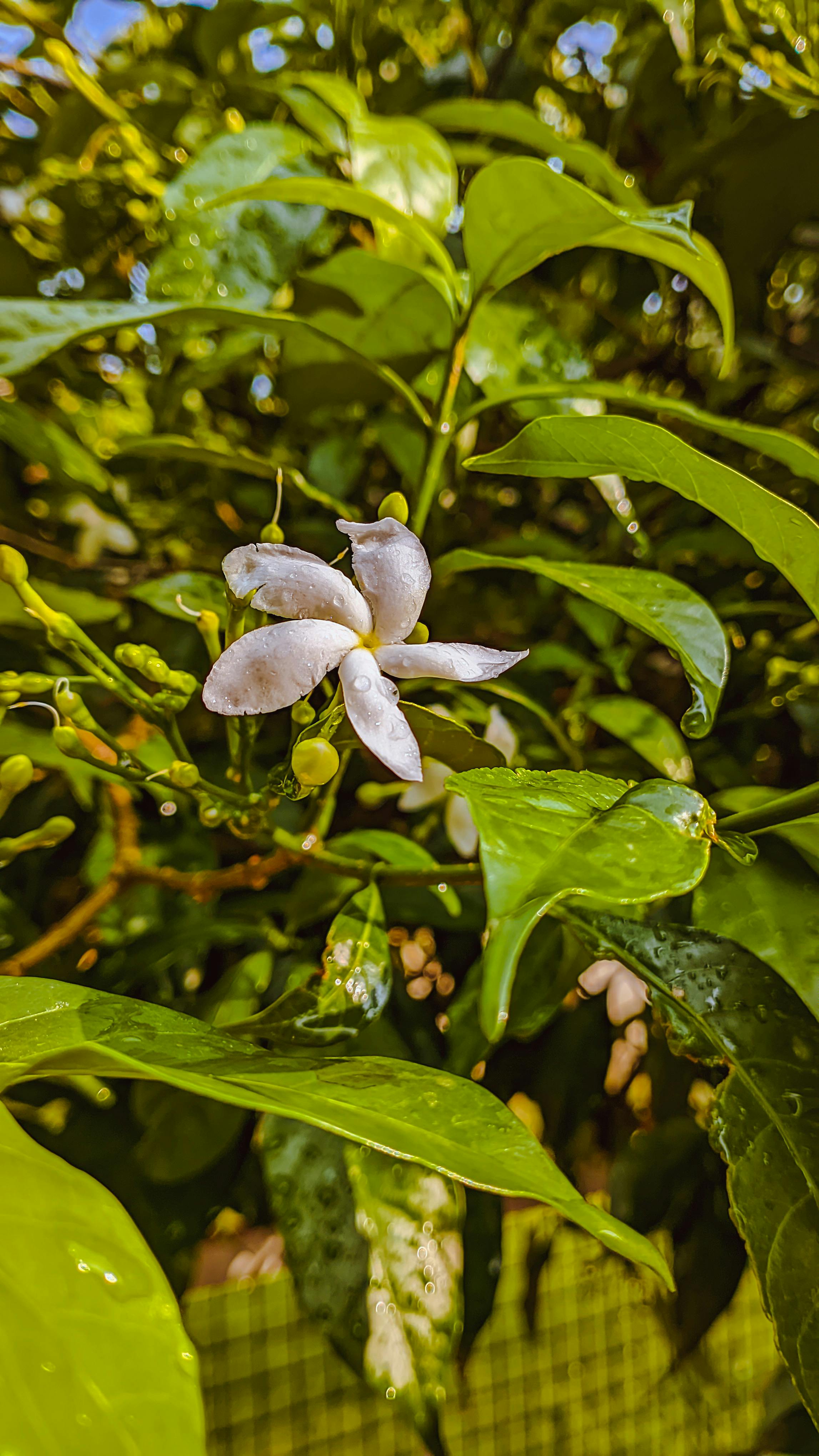 Devansh Verma - Photographie