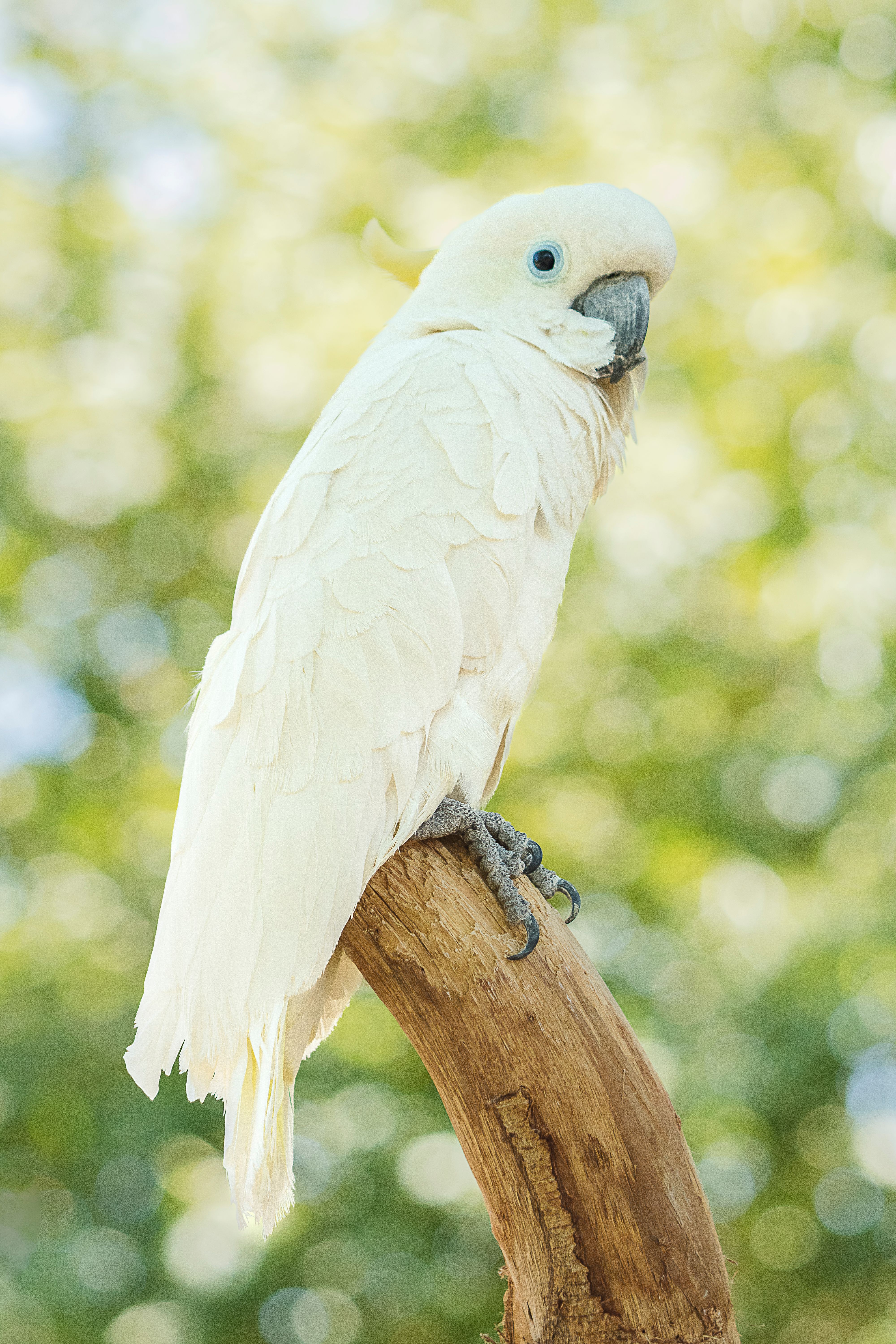 White Cockatoo Bird · Free Stock Photo