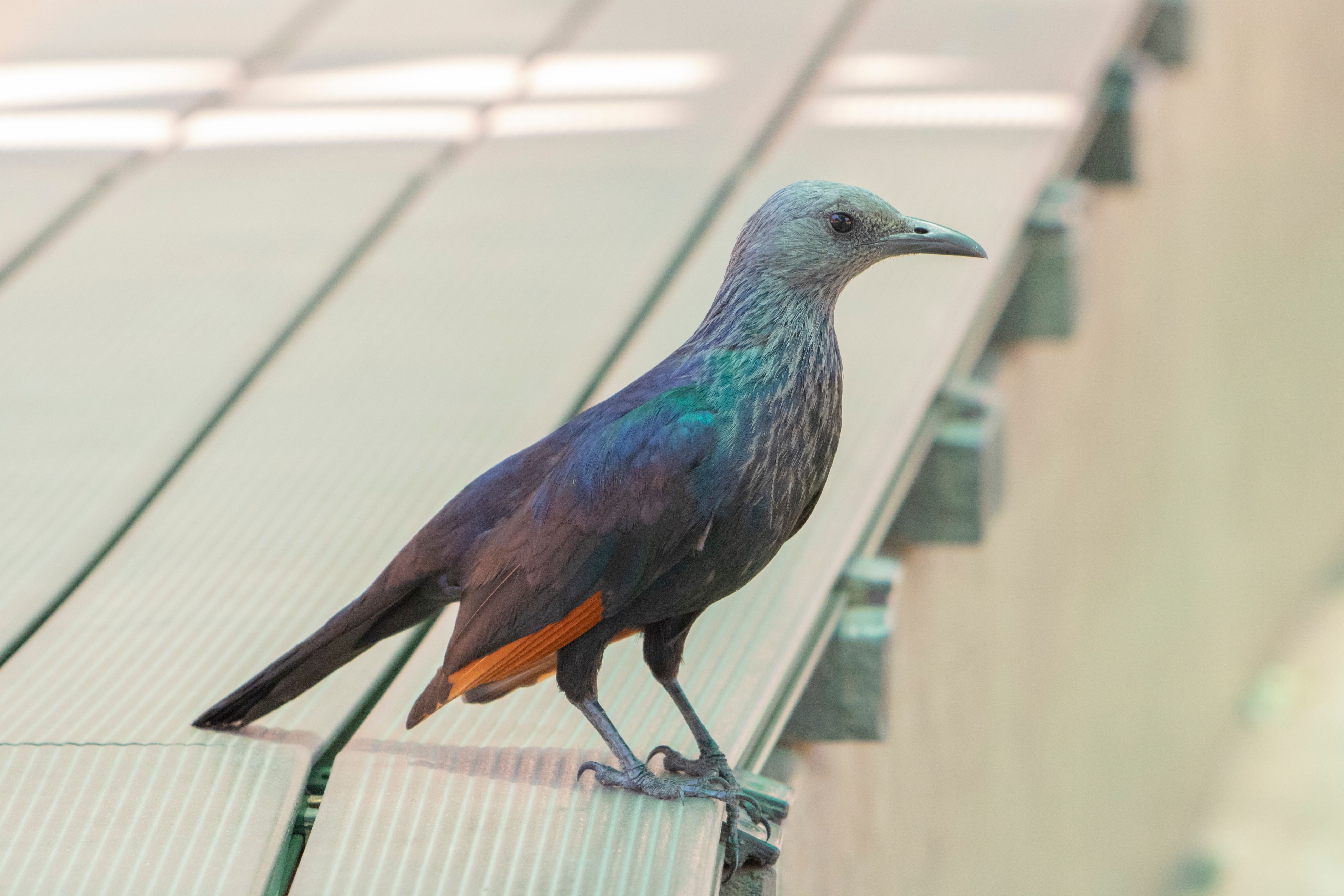 Red-winged Starling Bird · Free Stock Photo