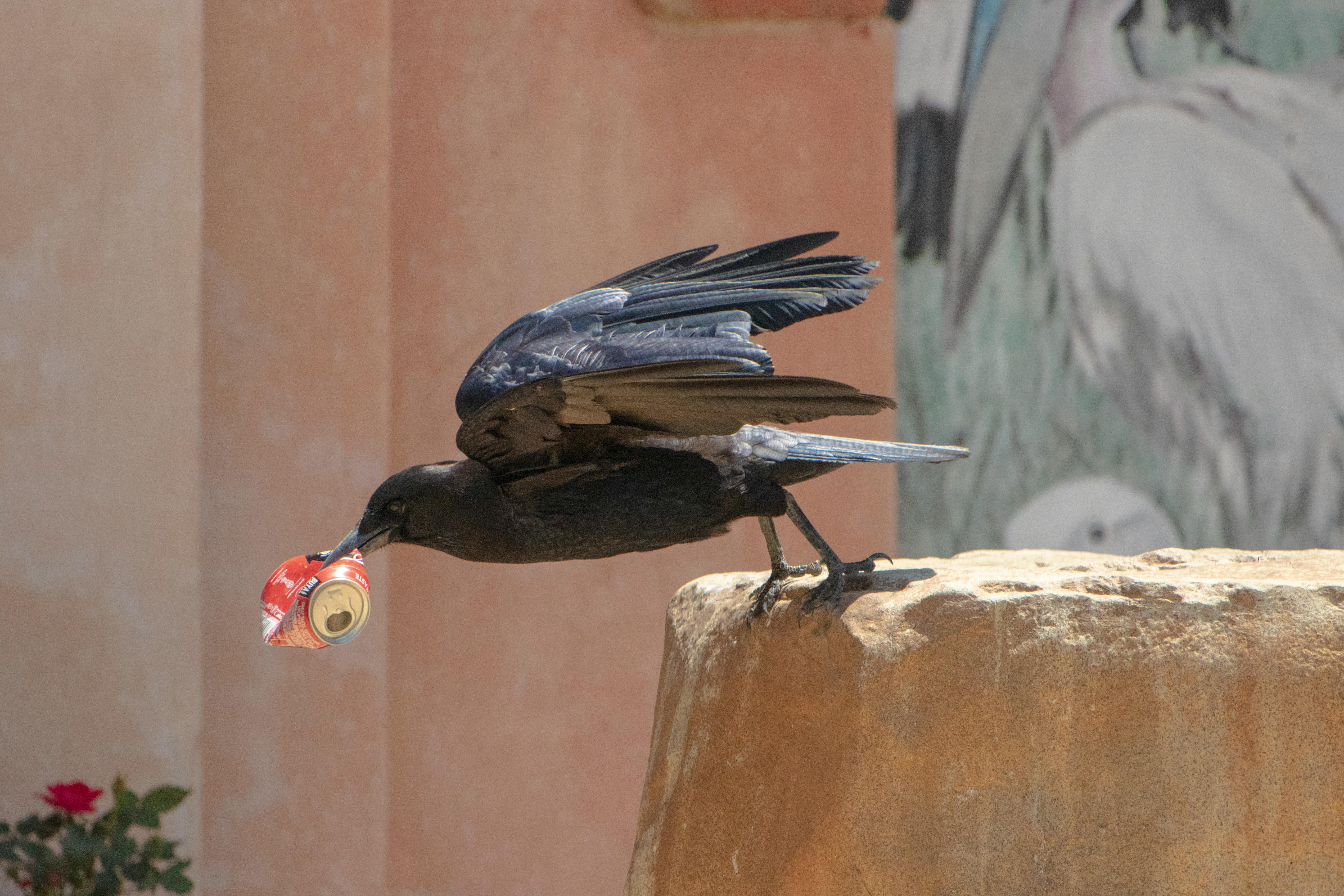 Crow Holding Beverage Can · Free Stock Photo