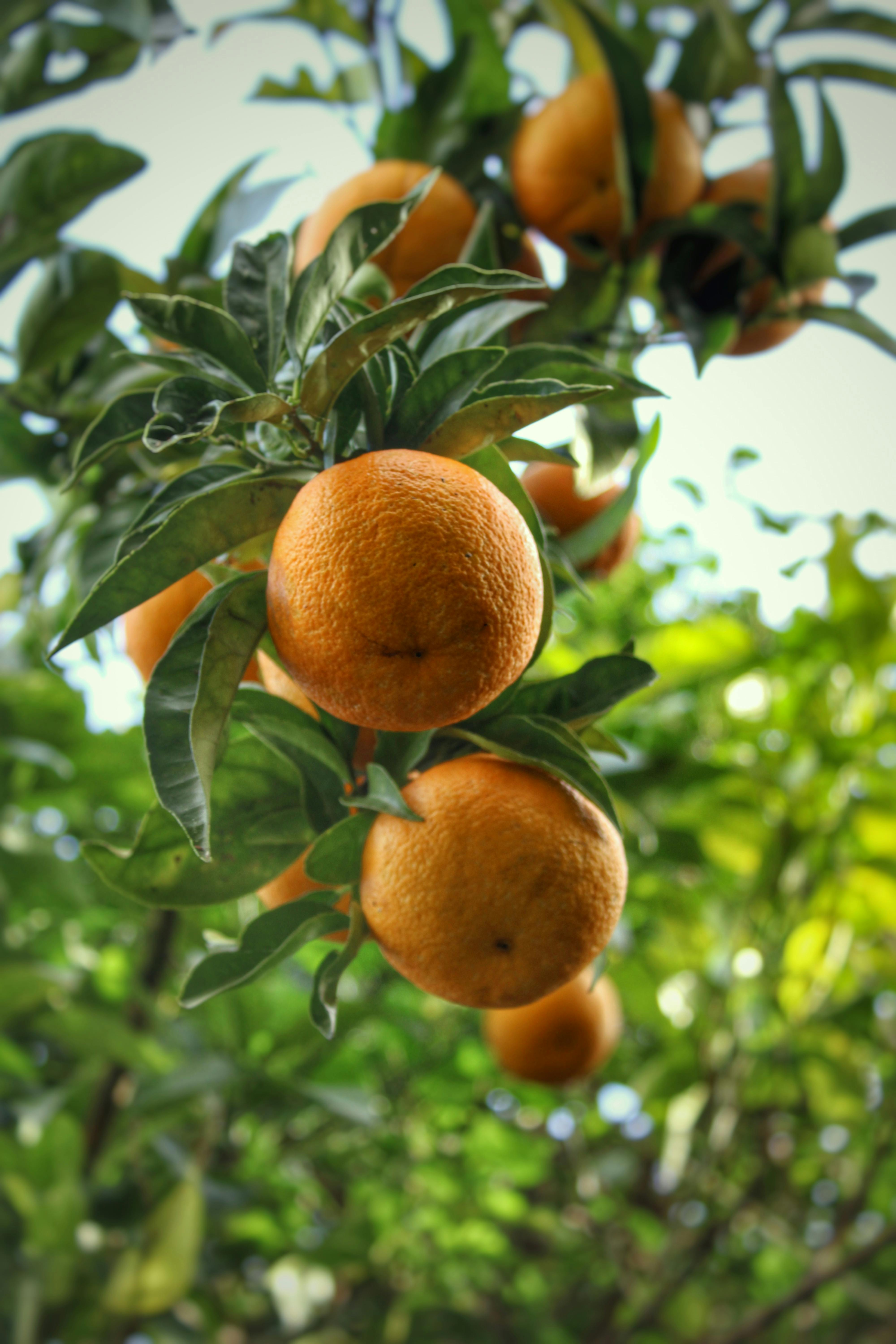 Orange Fruit on Tree · Free Stock Photo