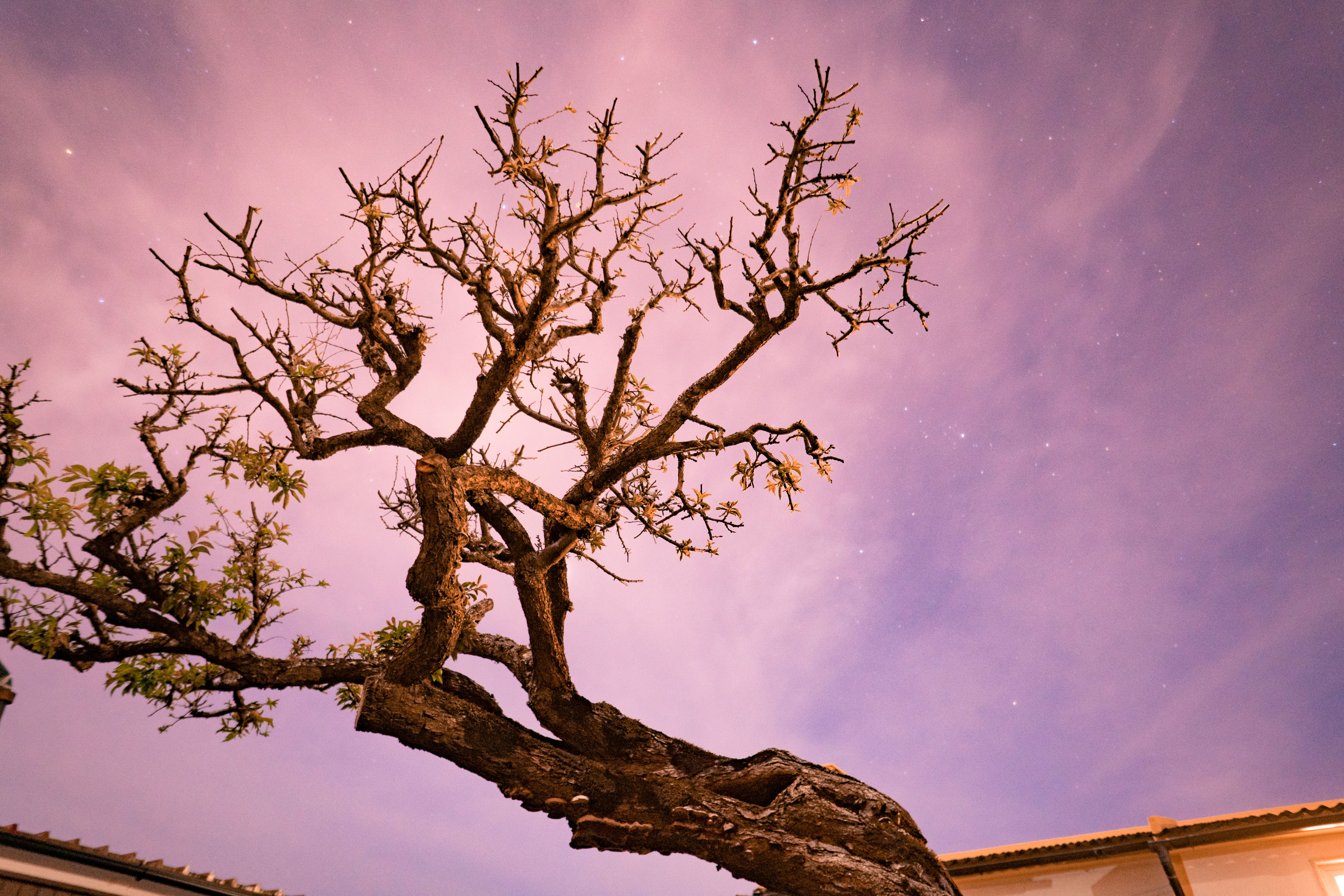 Clouds n Purple Sky over Tree · Free Stock Photo