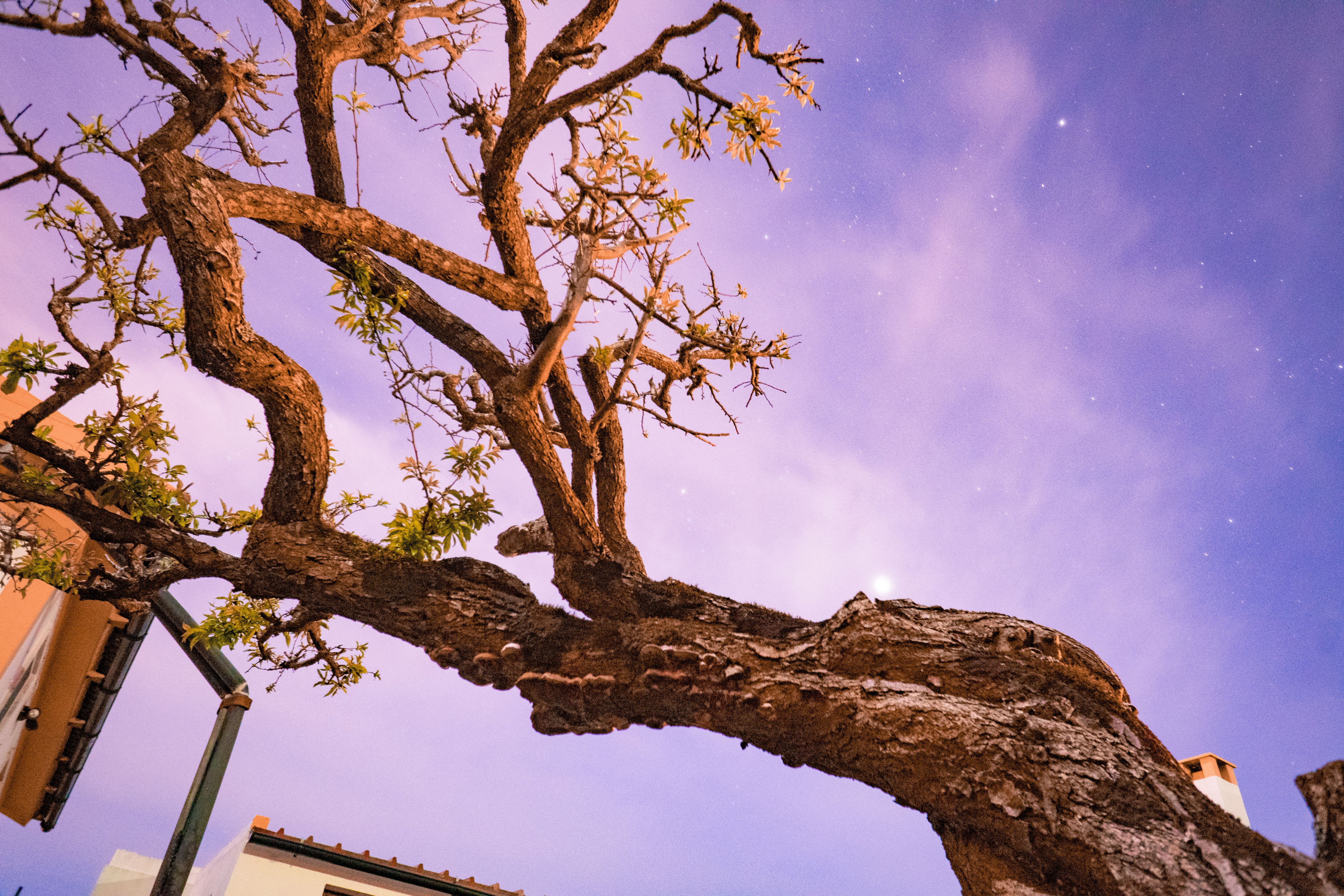 Purple Sky over Tree · Free Stock Photo