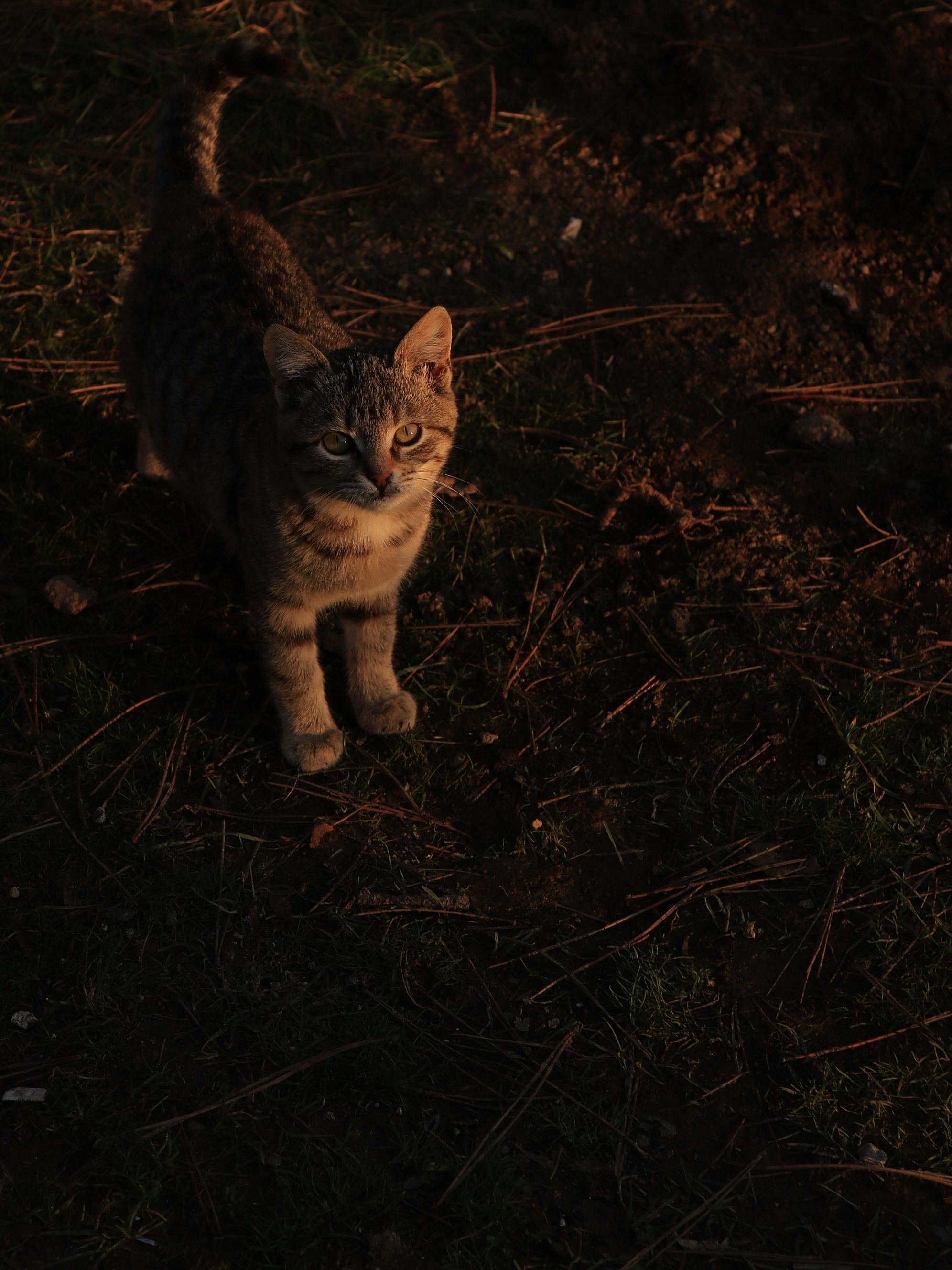 Photo of a Cat at Dusk · Free Stock Photo