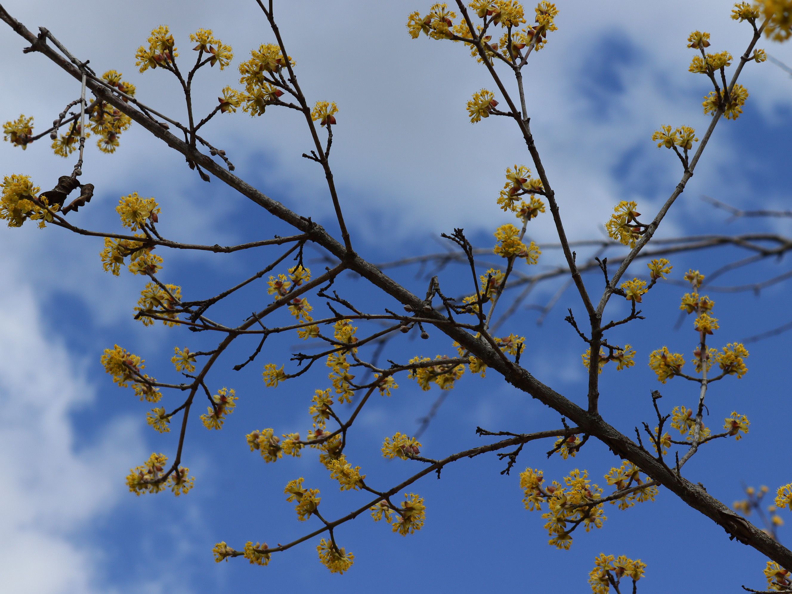 Close up of Yellow Blossoms · Free Stock Photo