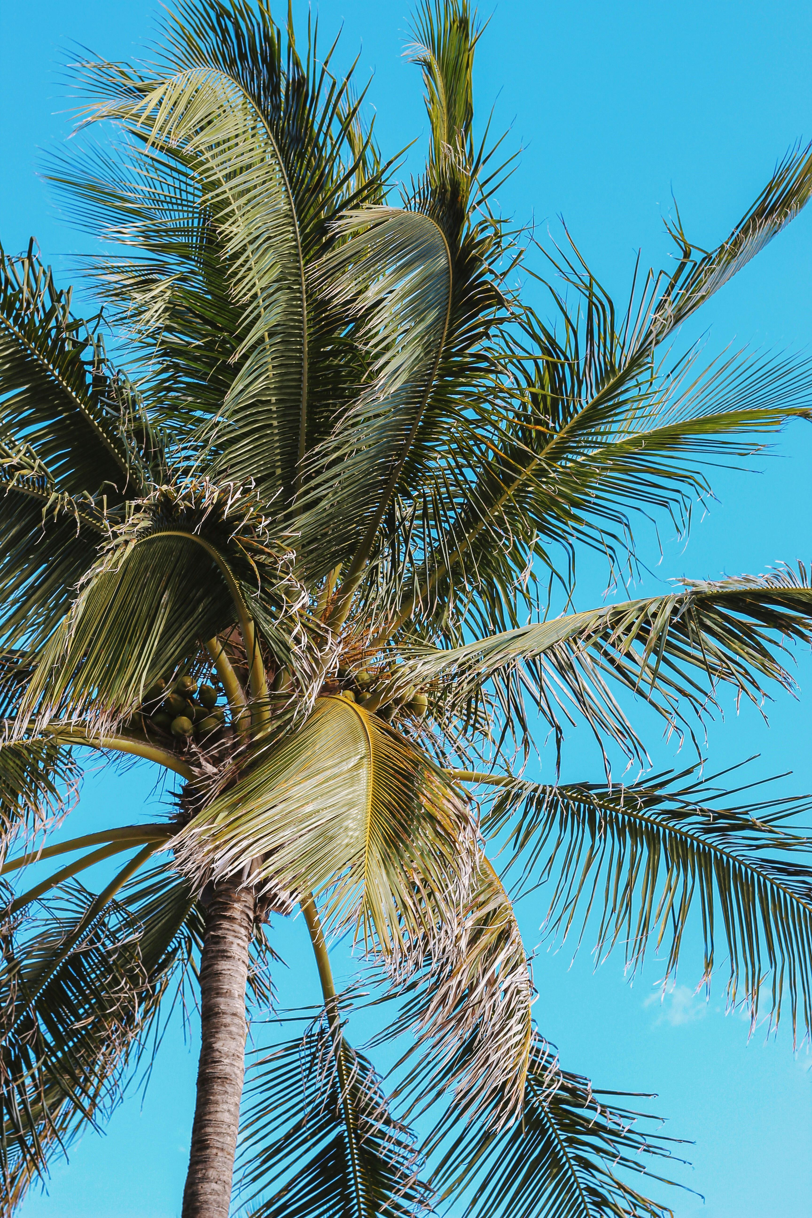 Low Angle Shot of Palm Tree · Free Stock Photo