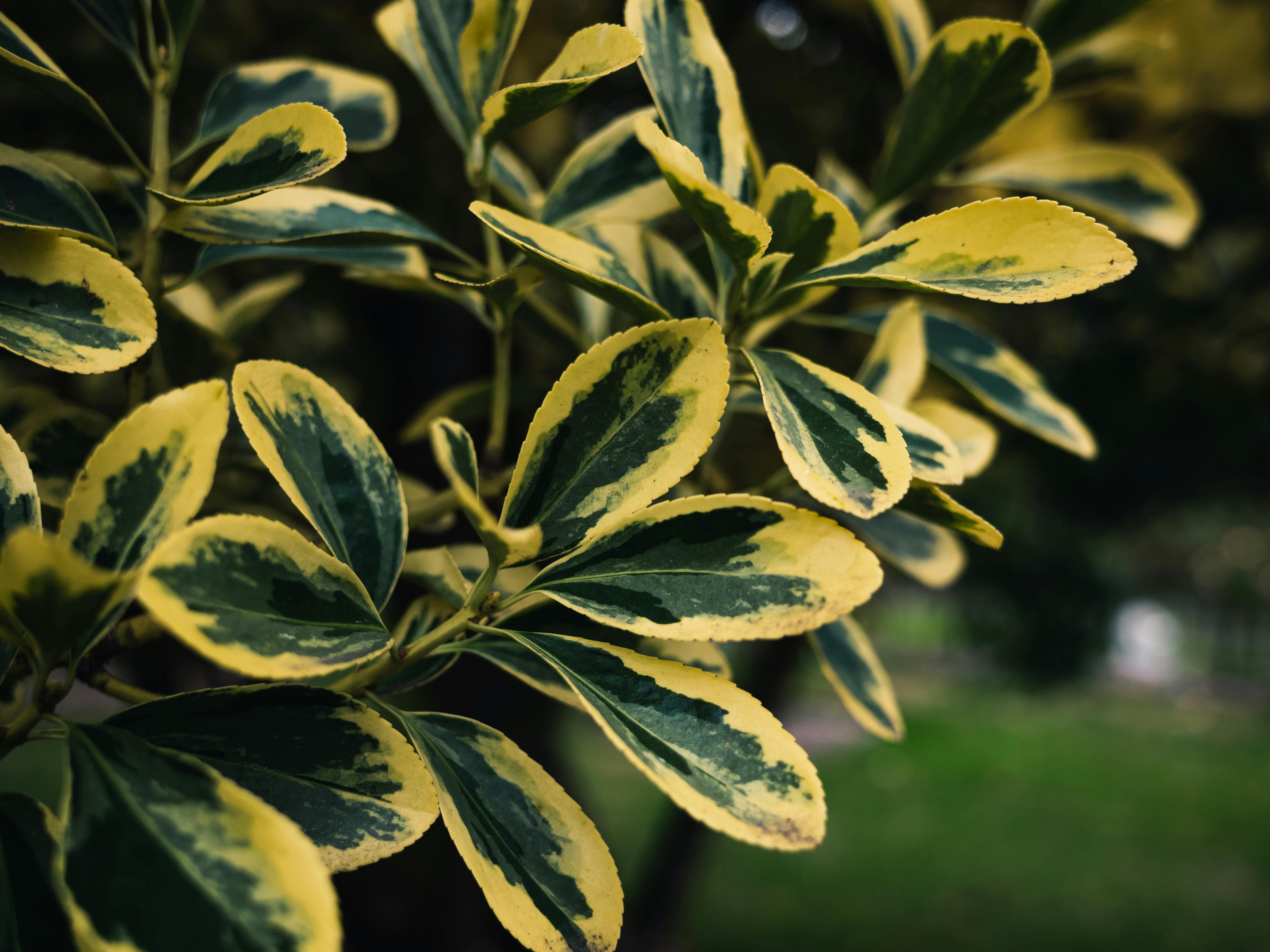 Spindle Photos, Download The BEST Free Spindle Stock Photos & HD Images