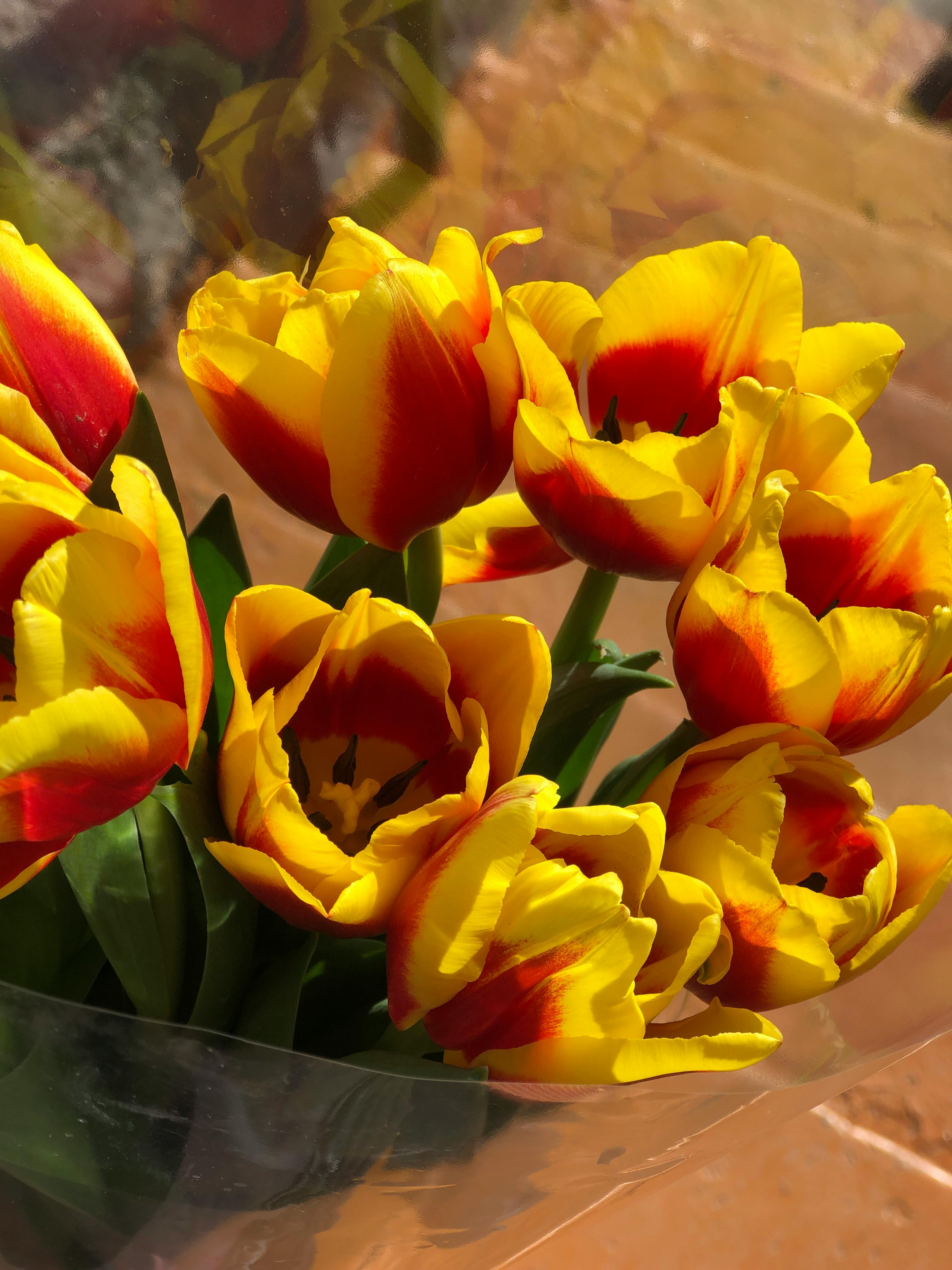 Pink Green Blue Multi Petaled Flowers · Free Stock Photo