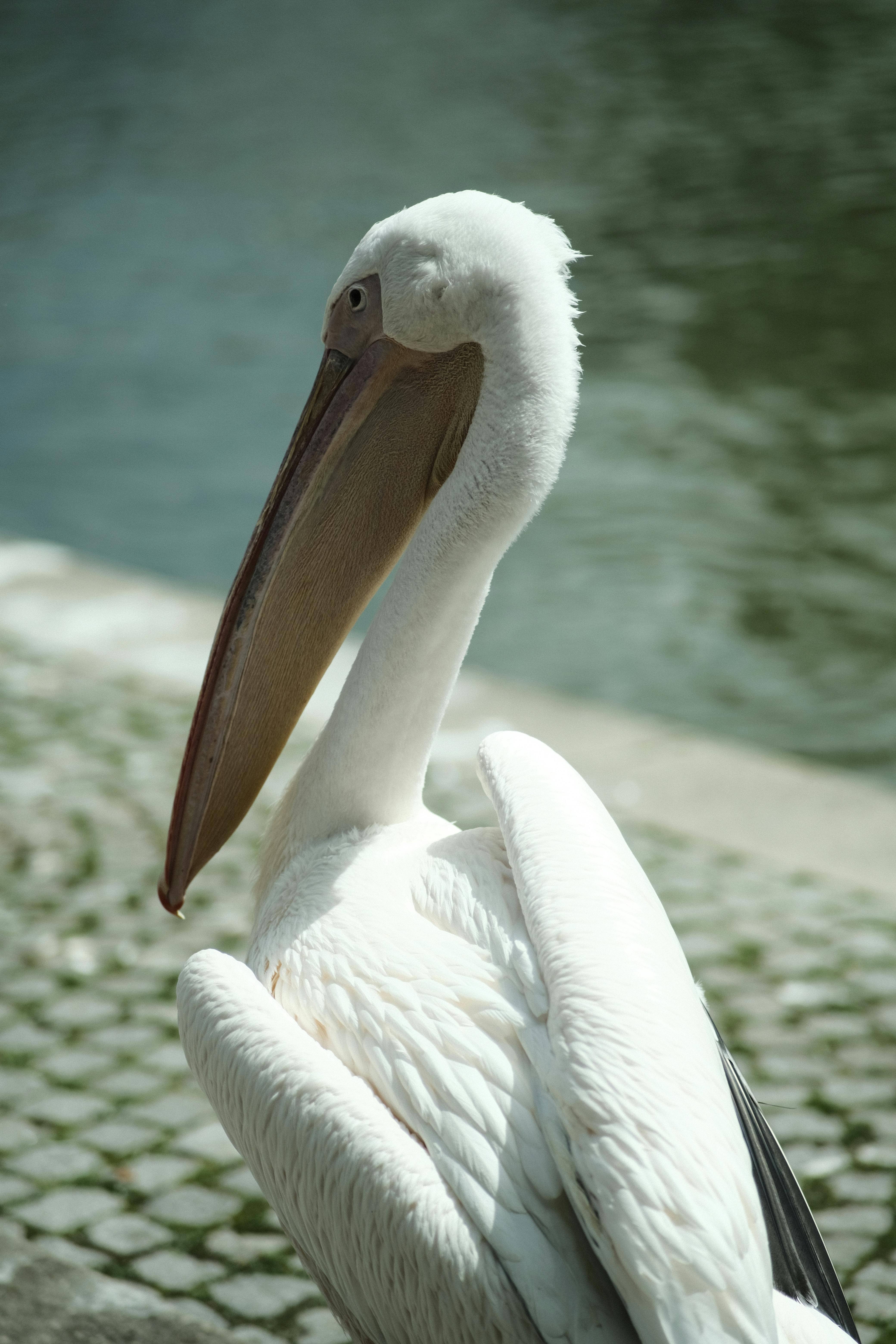 Photo of a Pelican · Free Stock Photo