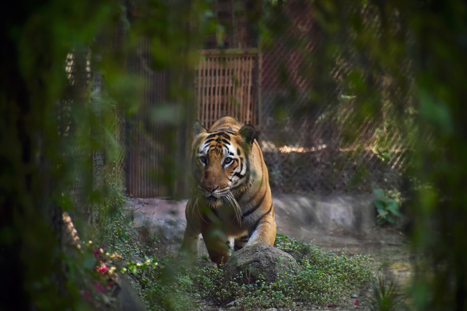 Zoo Photos 100 Photos, Download The BEST Free Zoo Photos 100 Stock ...