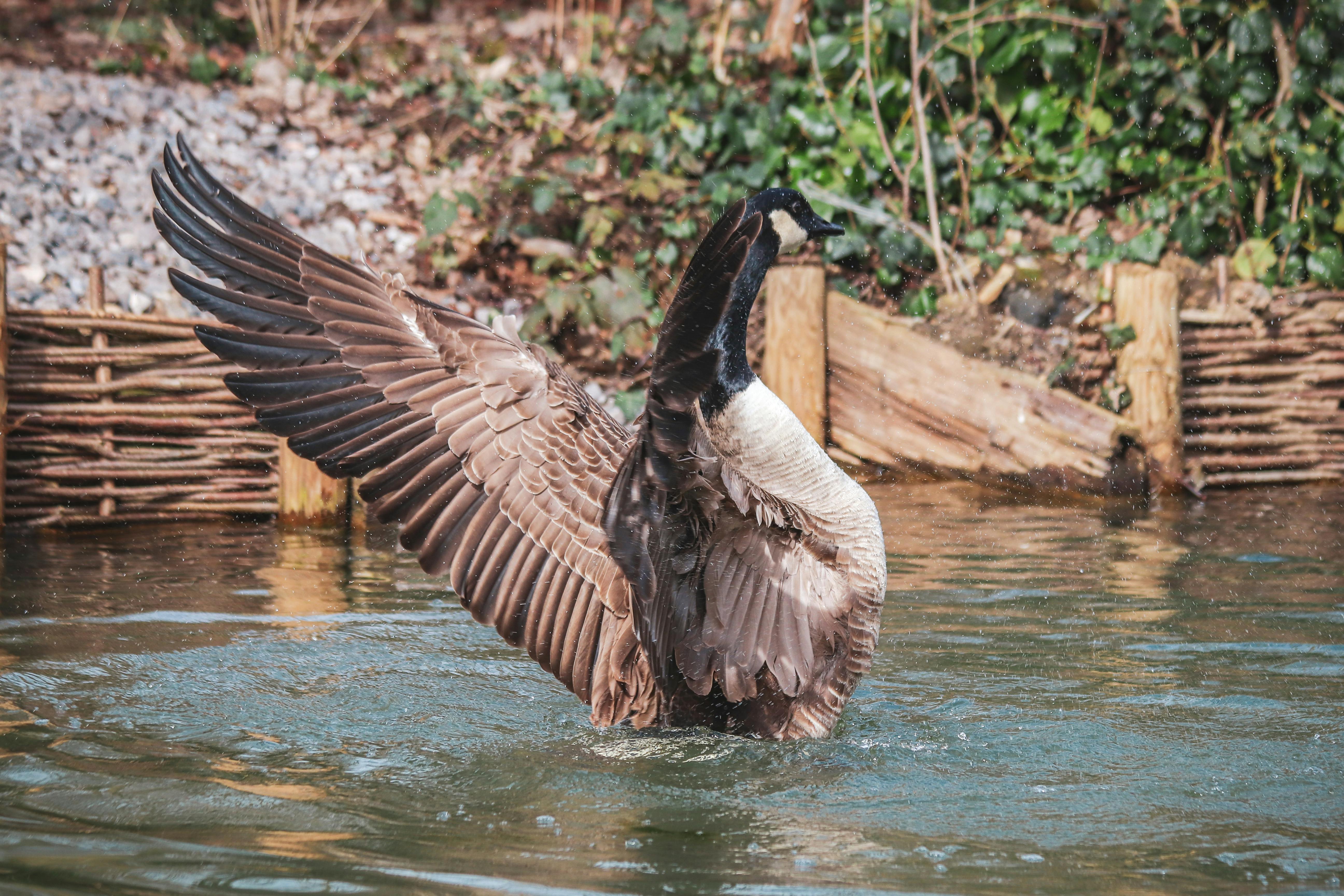 Canadian Goose · Free Stock Photo