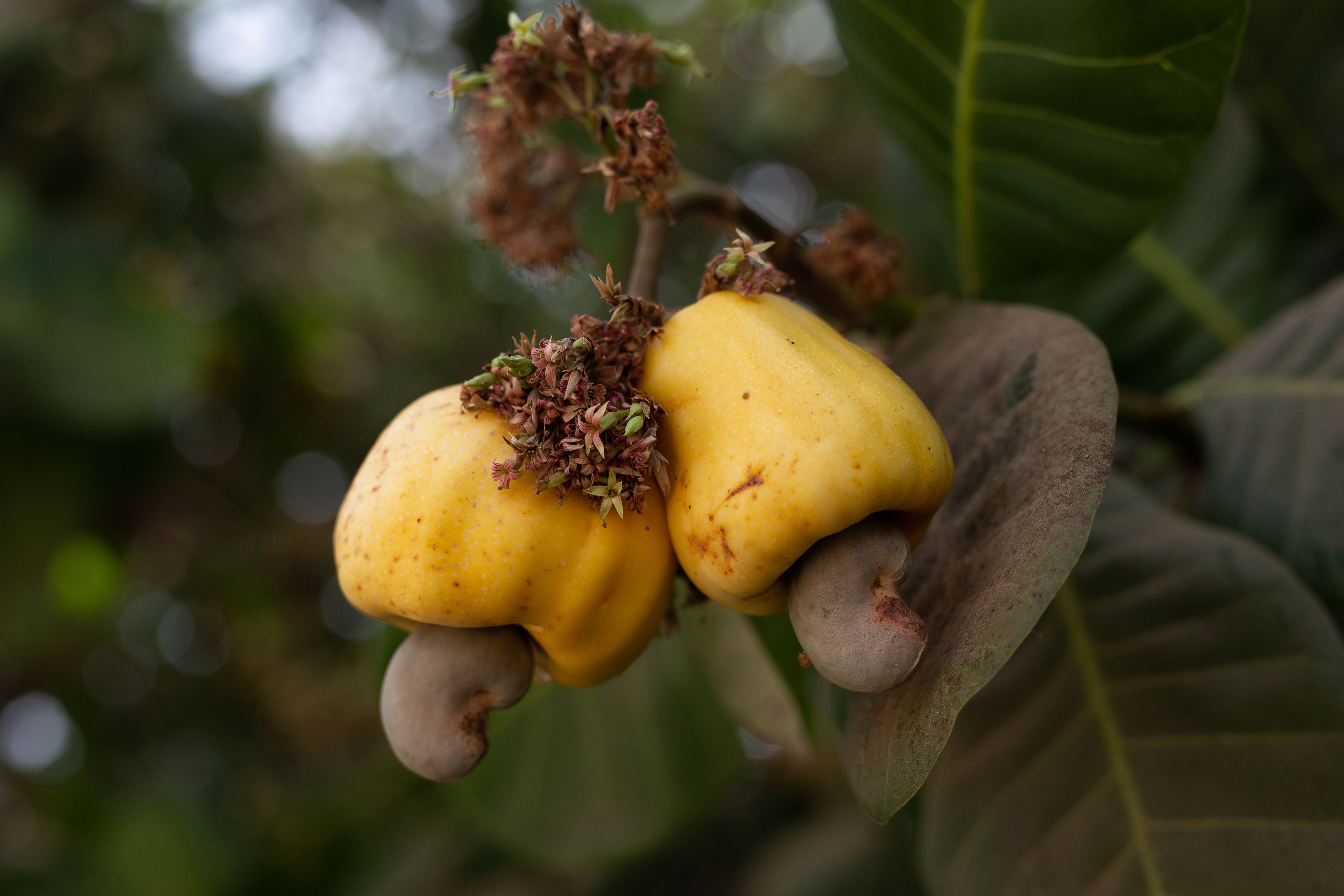 Cashew Fruit Photos, Download The BEST Free Cashew Fruit Stock Photos ...
