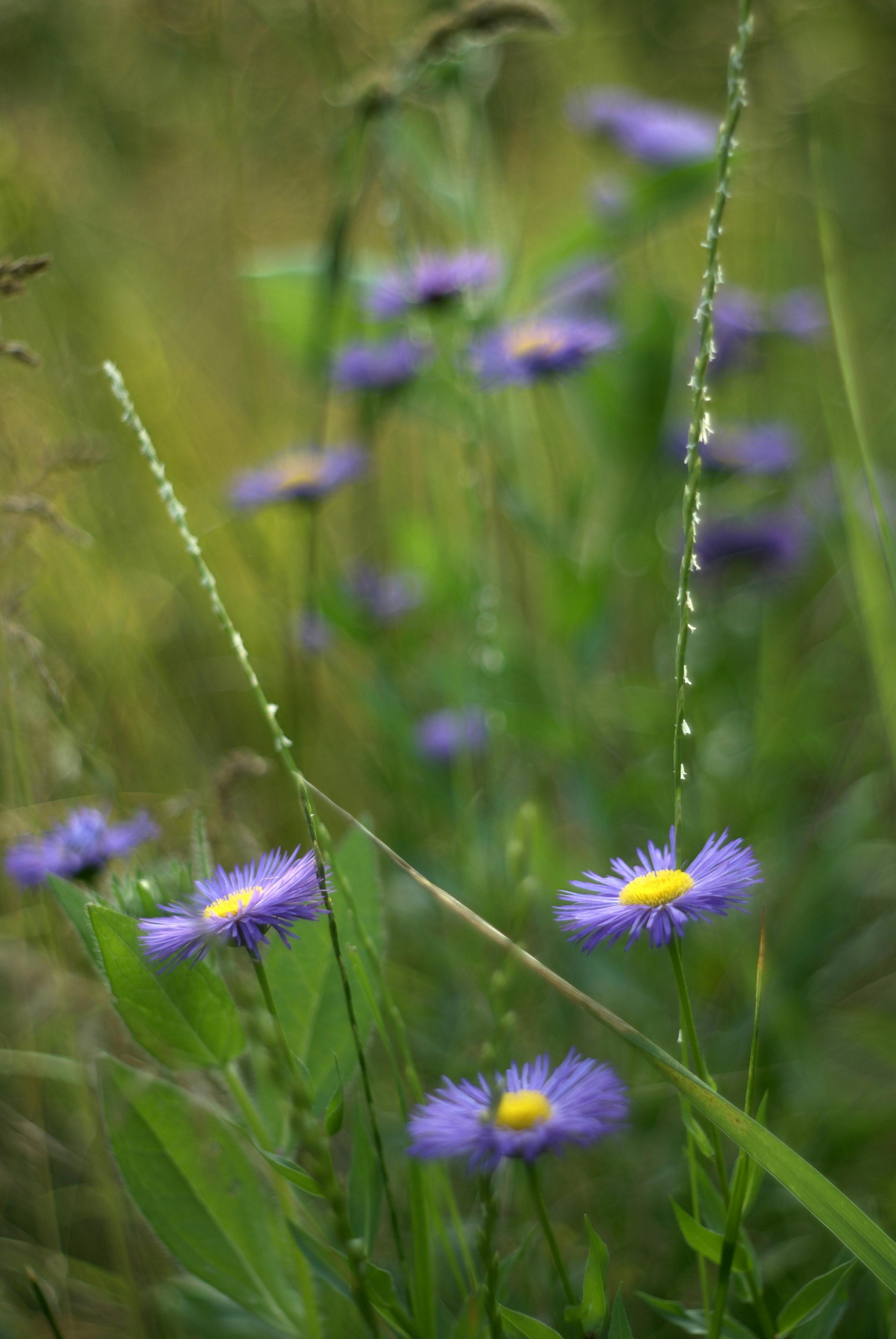 Red Flower Blue Sky Photos, Download The BEST Free Red Flower Blue Sky ...